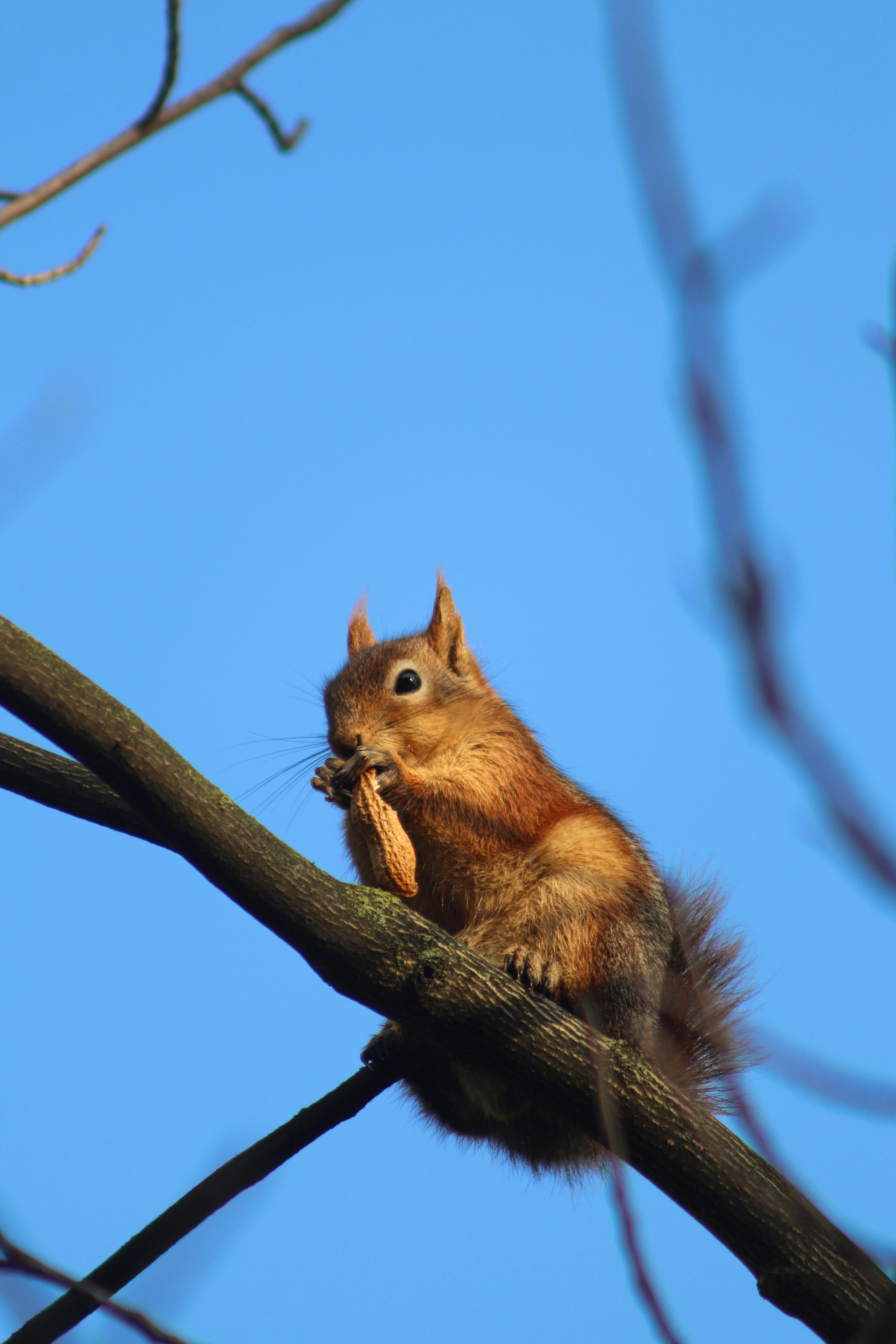 Red Squirrel Photos, Download The BEST Free Red Squirrel Stock Photos ...