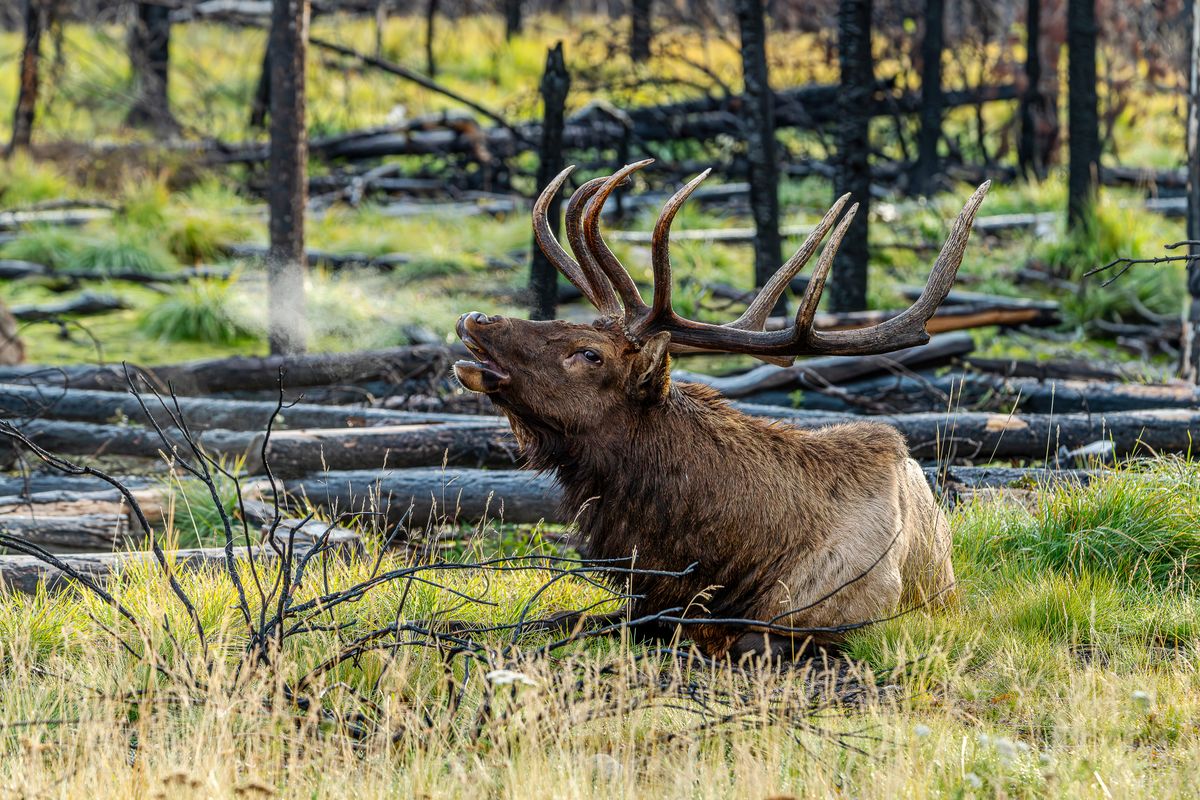 Elk Photos, Download The BEST Free Elk Stock Photos & HD Images