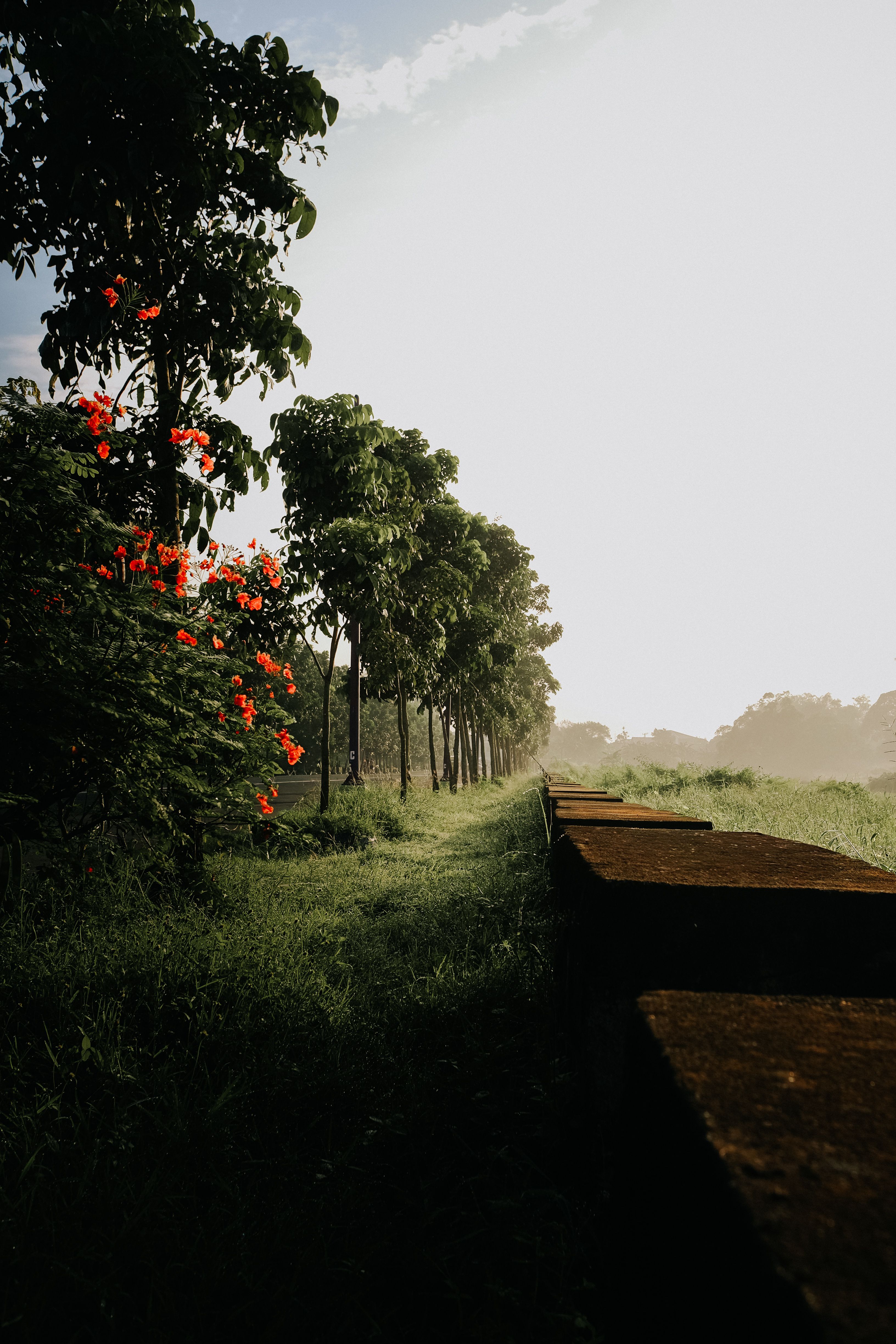 Scenic Pathway Lined with Trees in the Philippines · Free Stock Photo