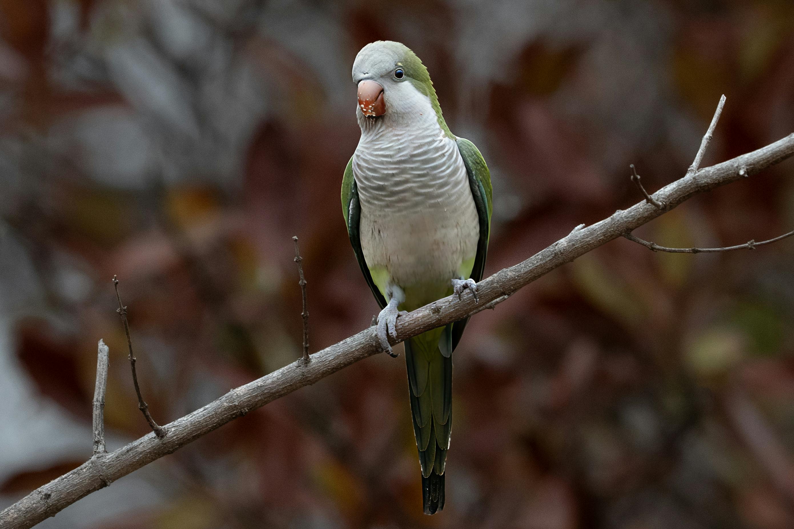 Parrot Images Photos, Download The BEST Free Parrot Images Stock Photos ...