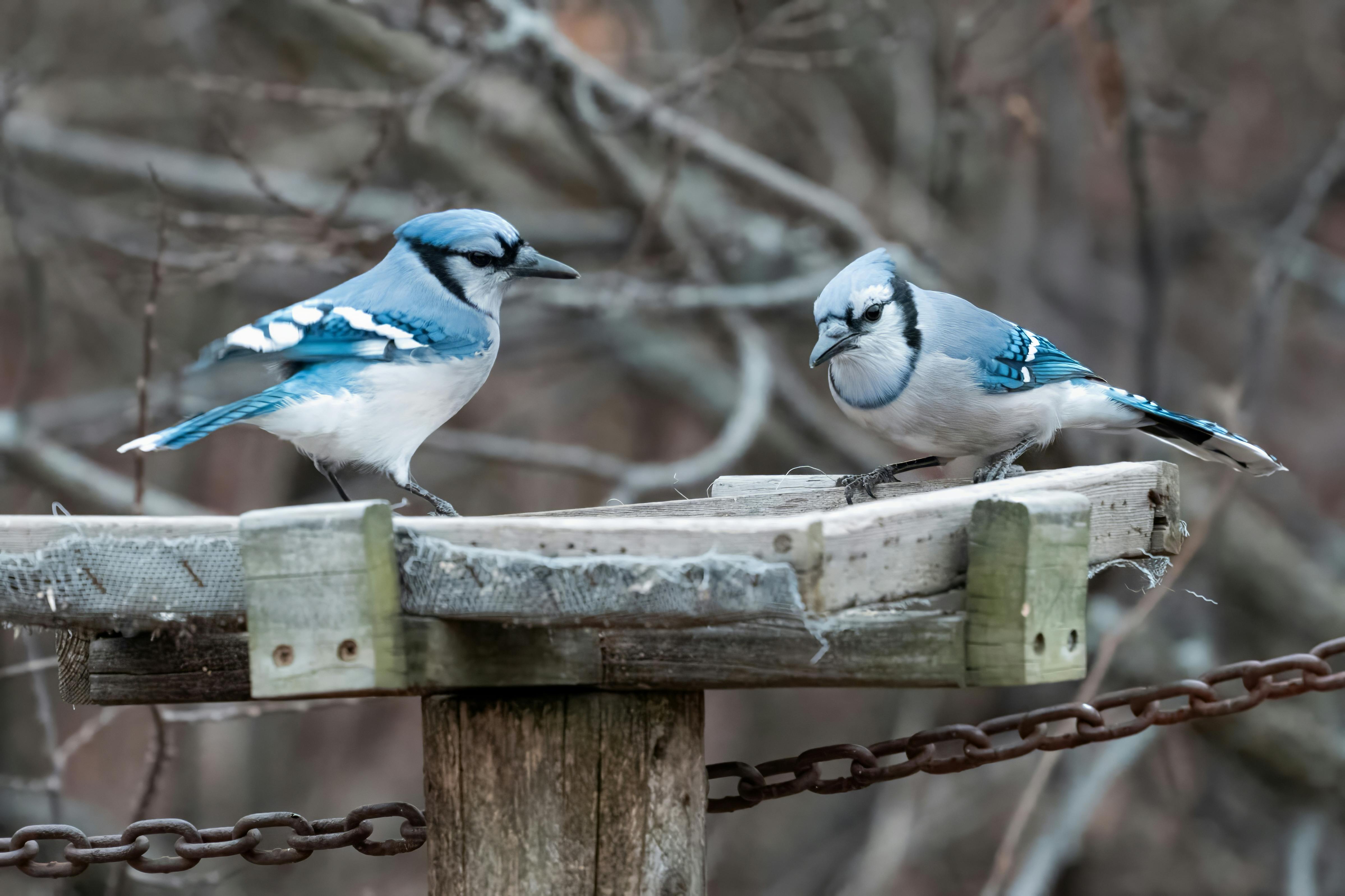 Blue Jay Photos, Download The BEST Free Blue Jay Stock Photos & HD Images