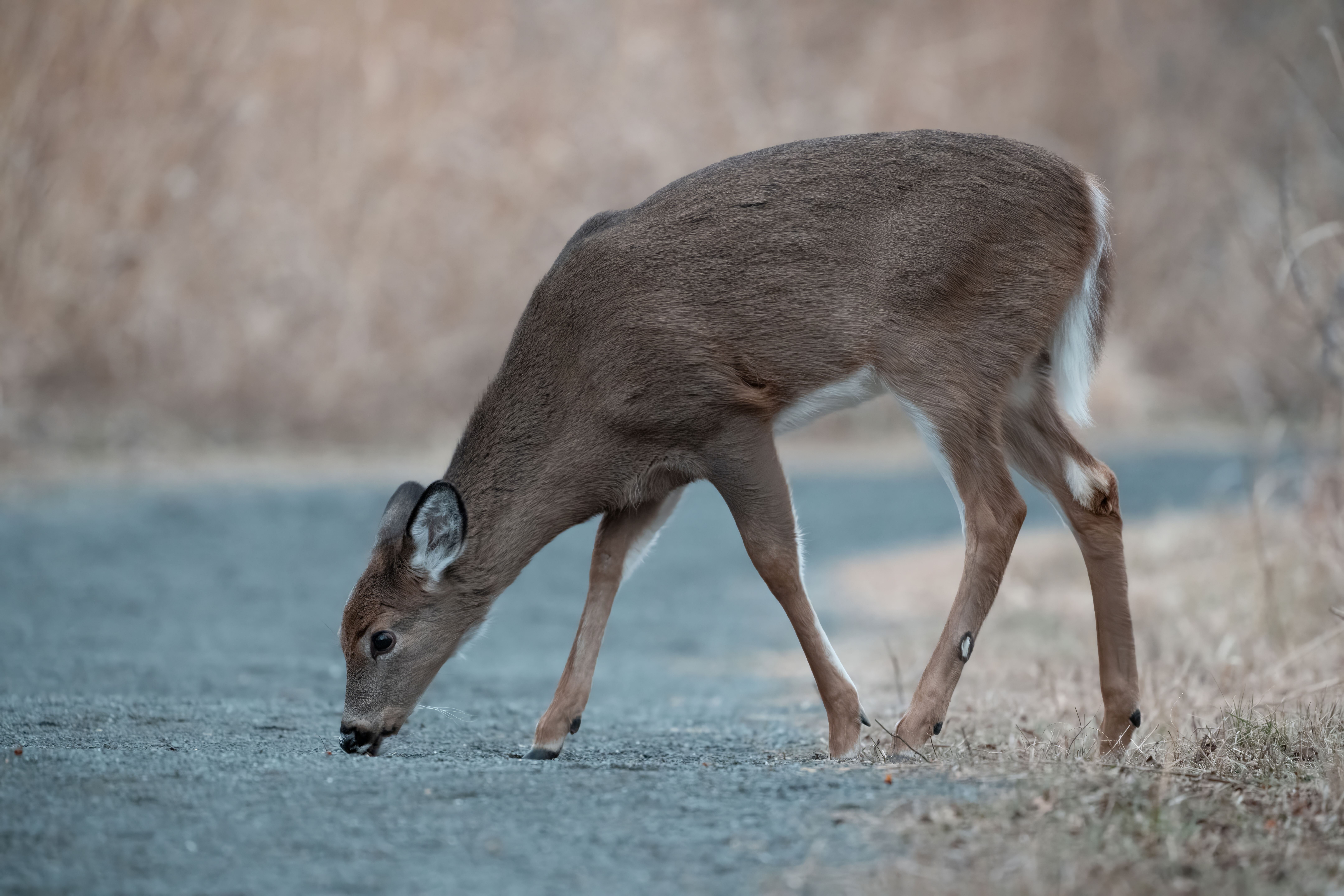 White-Tailed Deer Grazing in Stamford, Connecticut · Free Stock Photo