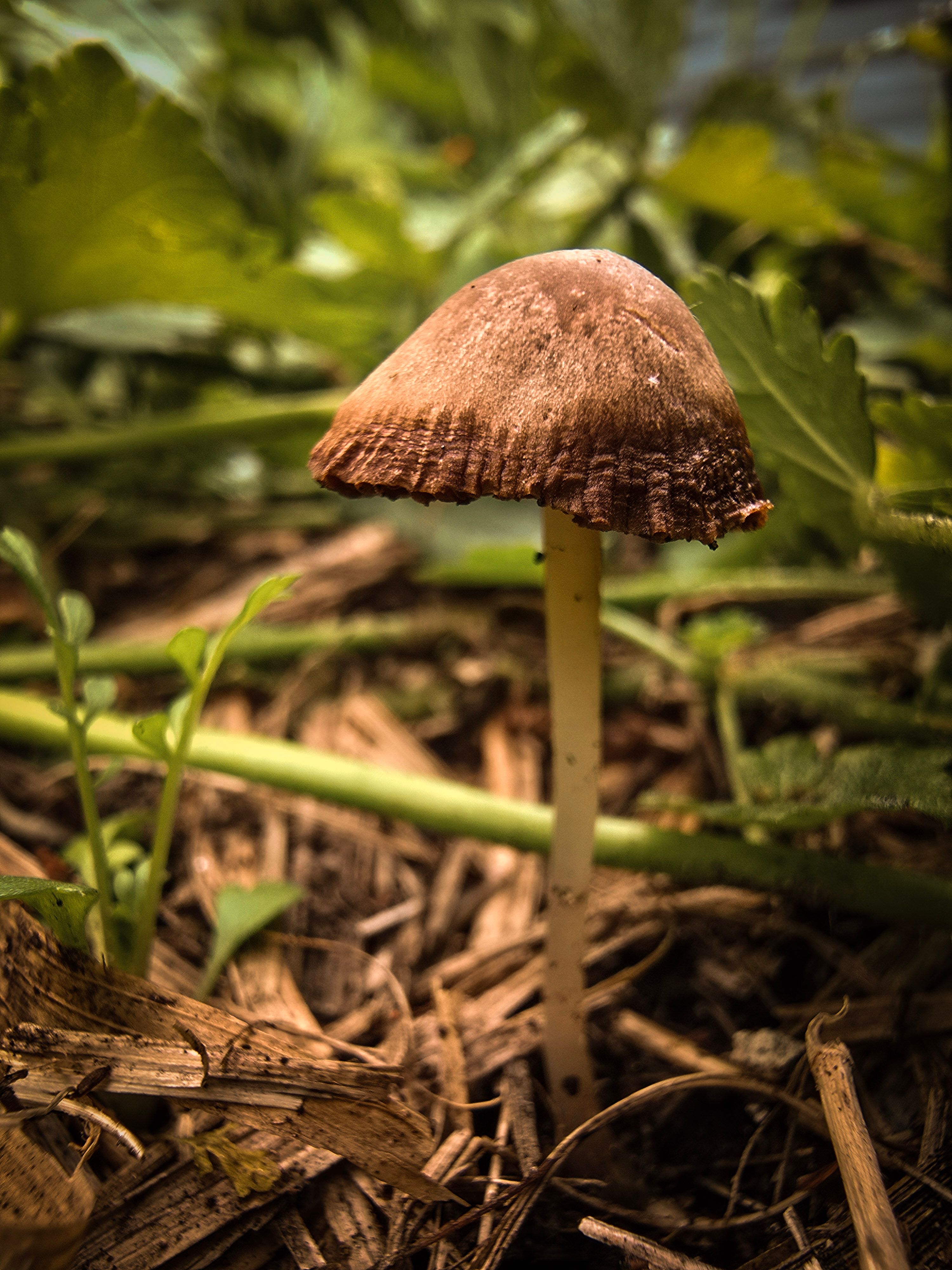 Close-up of Mushroom in Lush Forest Setting · Free Stock Photo
