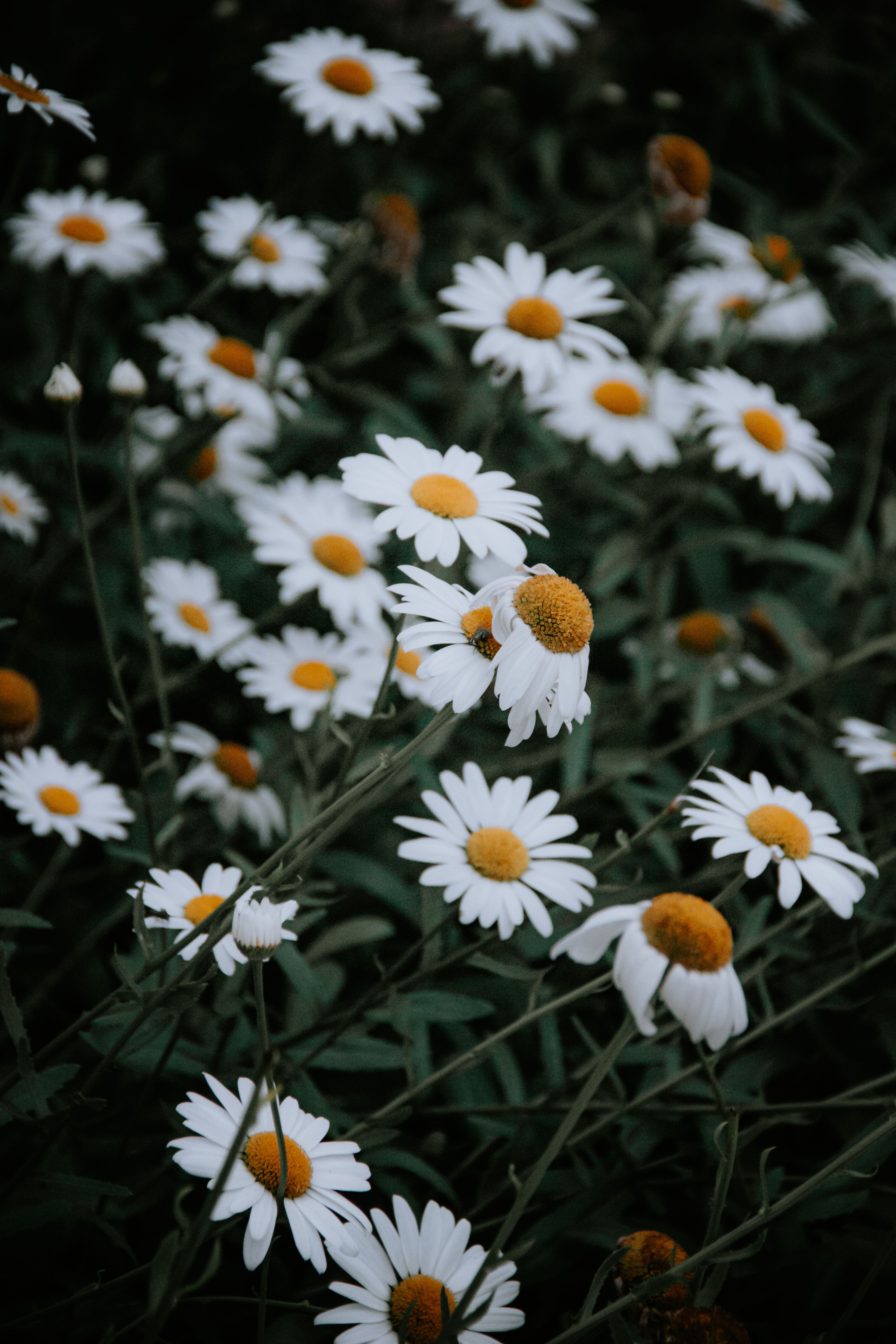 Blooming Flowers Photos, Download The BEST Free Blooming Flowers Stock ...
