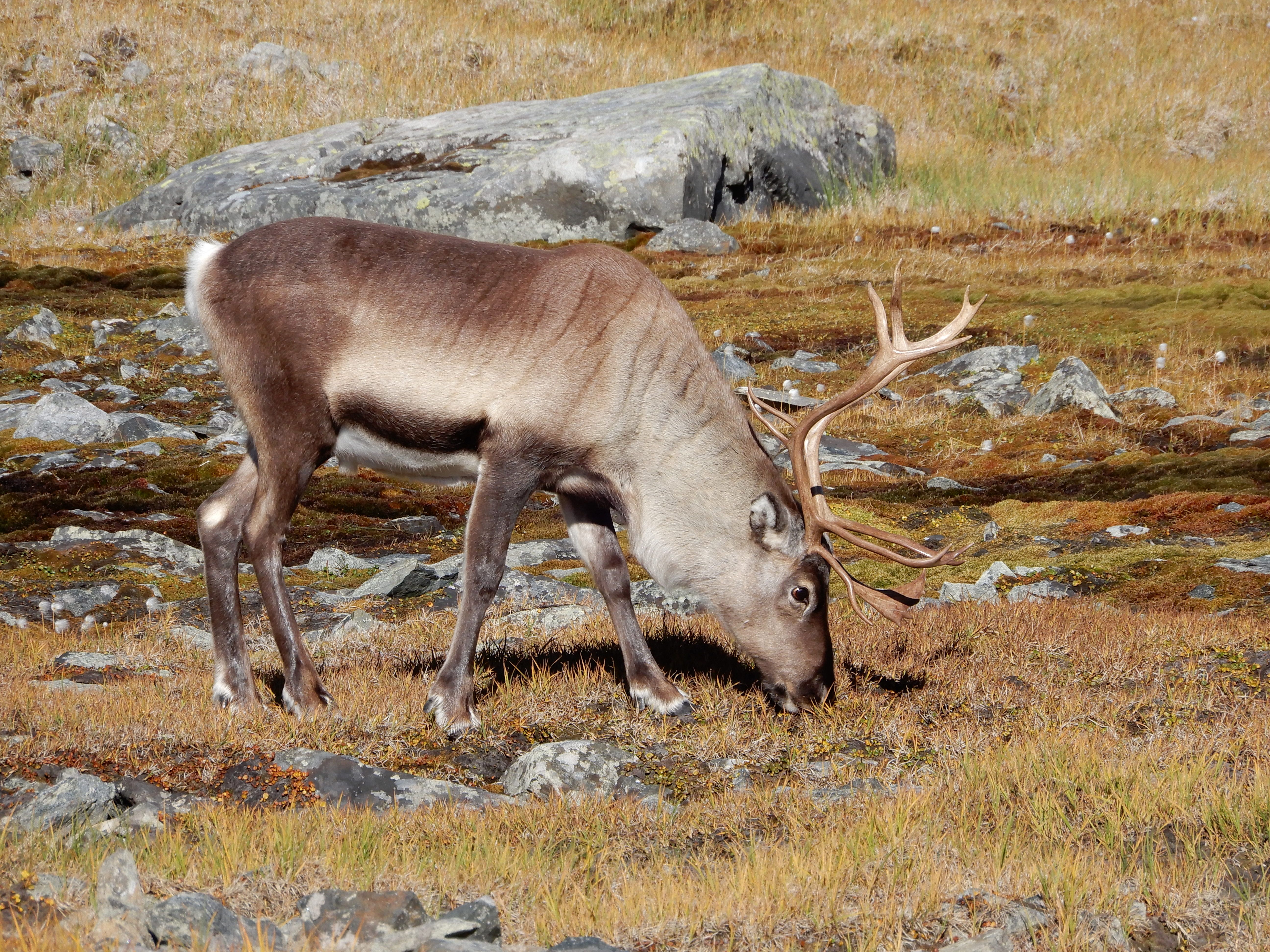 Tundra Ecosystem Photos, Download The BEST Free Tundra Ecosystem Stock ...