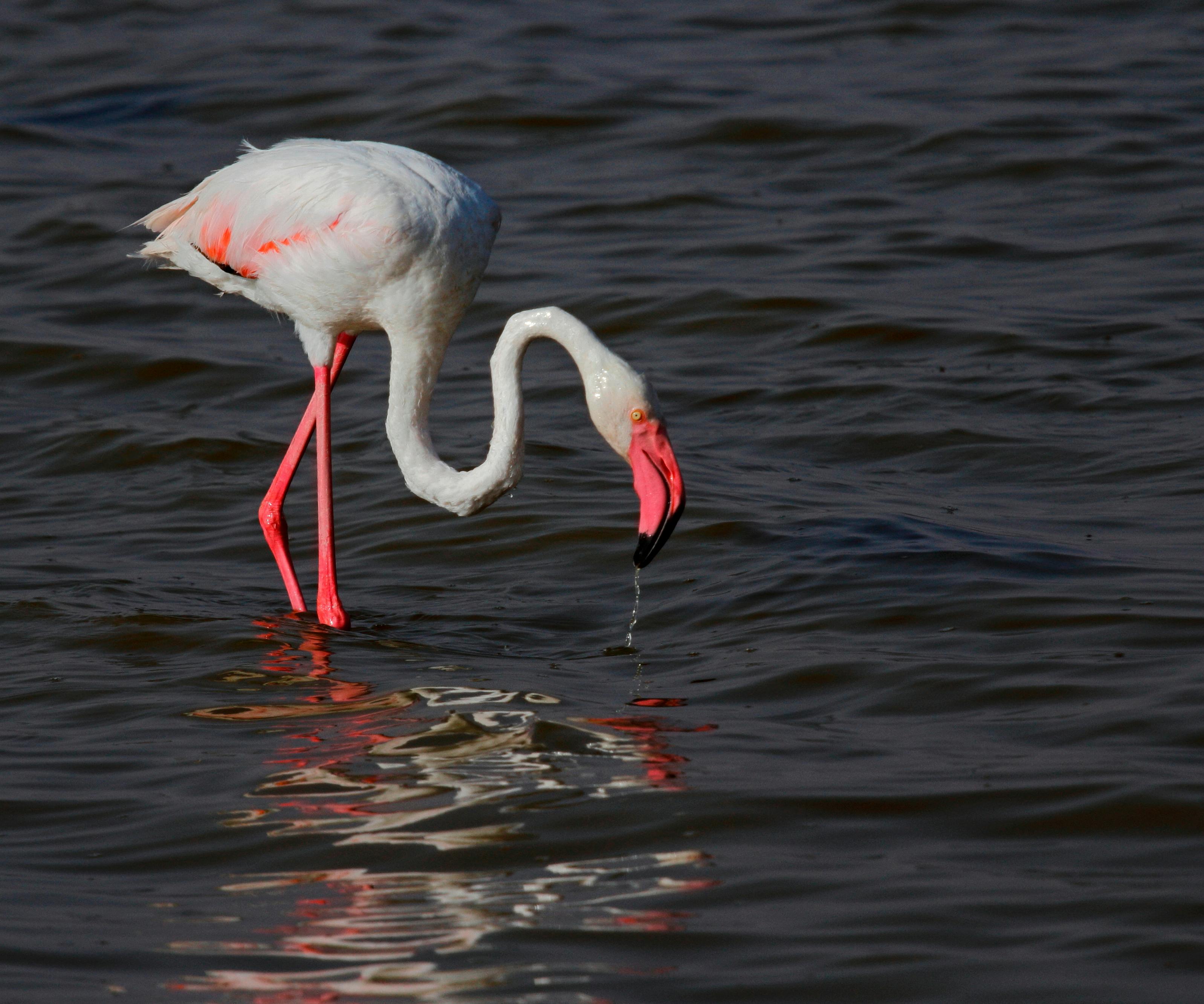 Kuma+Tamu+Kenya+Picha Photos, Download The BEST Free Kuma+Tamu+Kenya ...