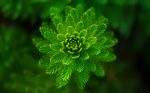 200,000+ Best Plant Photos · 100% Free Download · Pexels Stock Photos