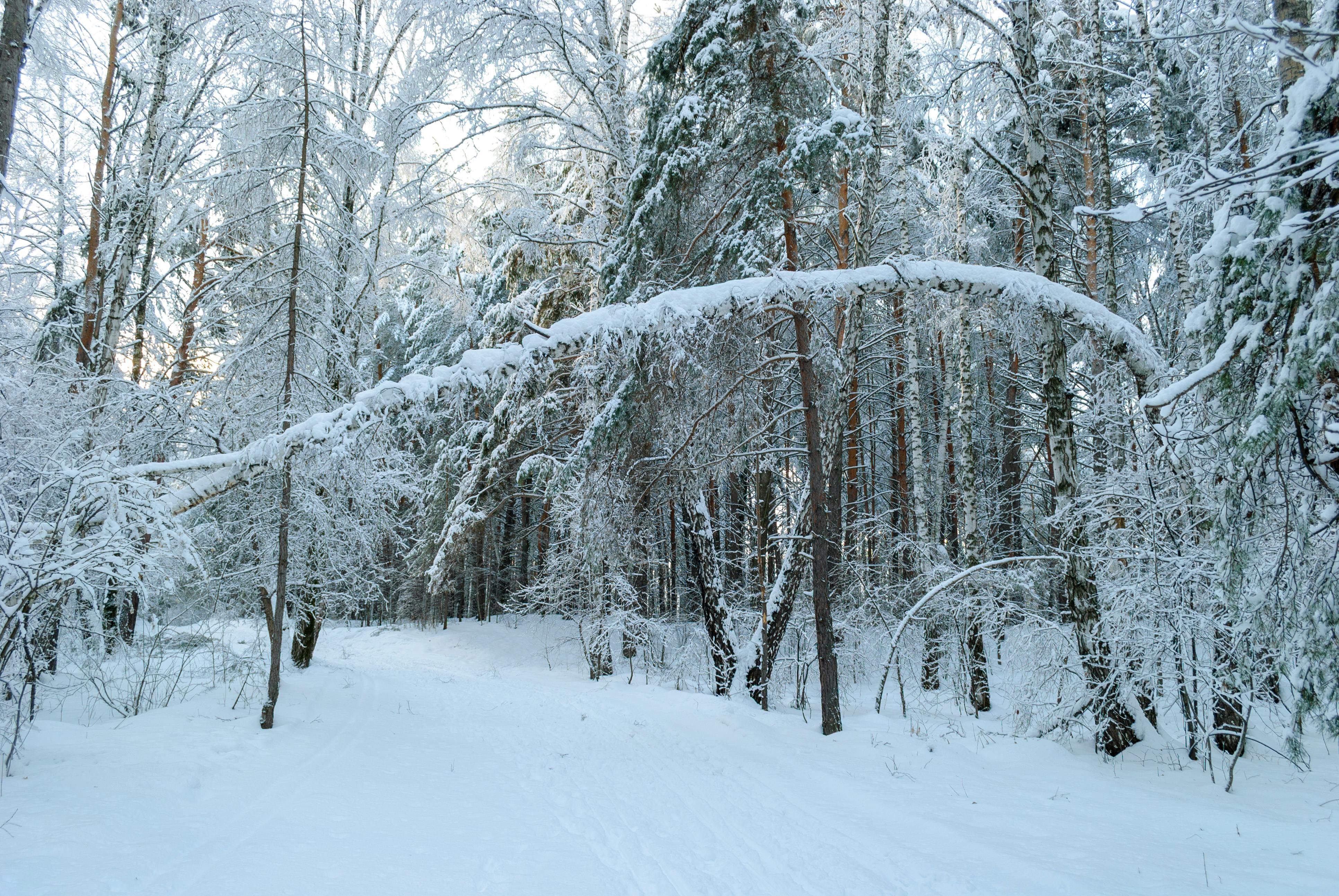Neve Na Floresta No Inverno · Foto profissional gratuita