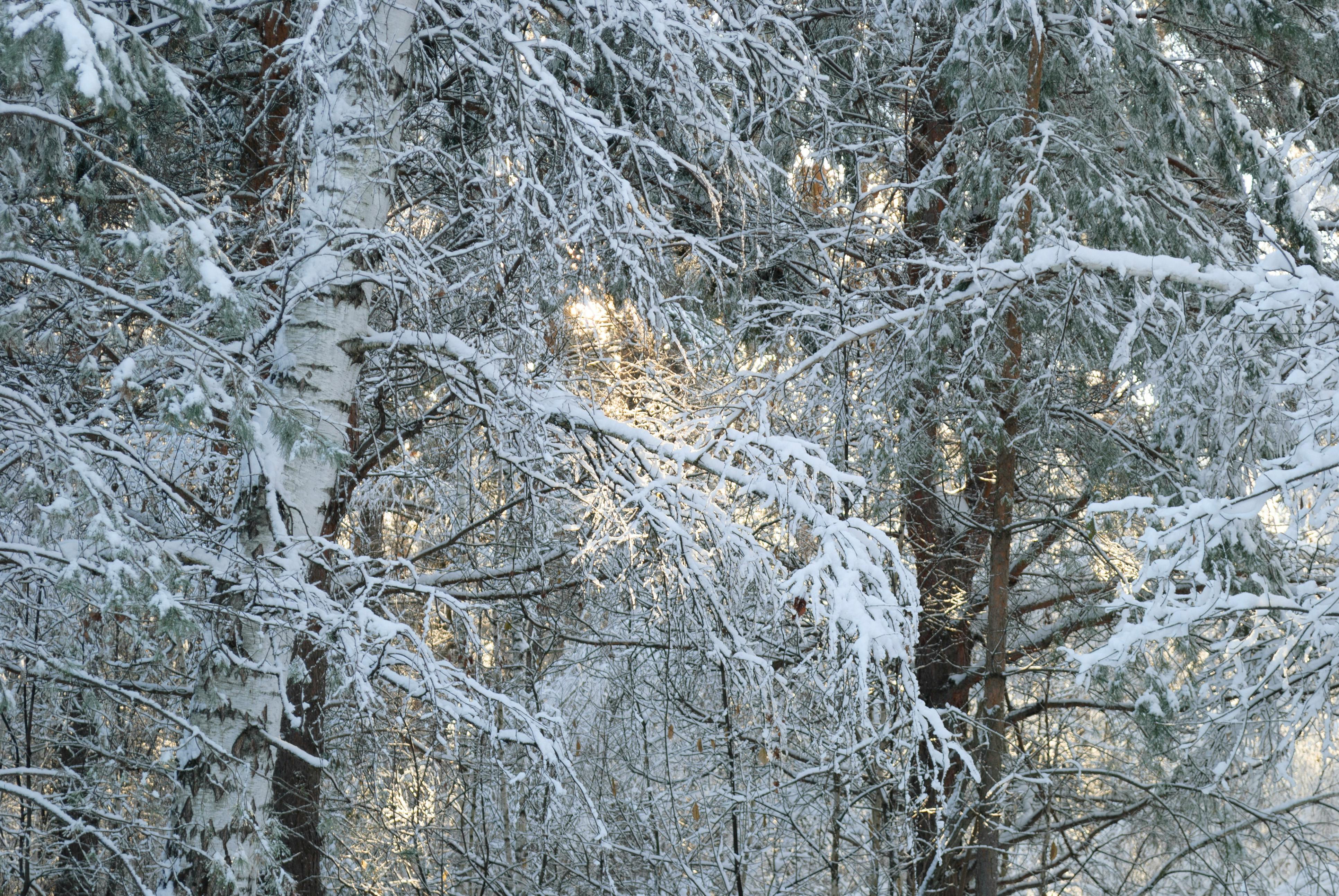 Twigs Photos, Download The BEST Free Twigs Stock Photos & HD Images