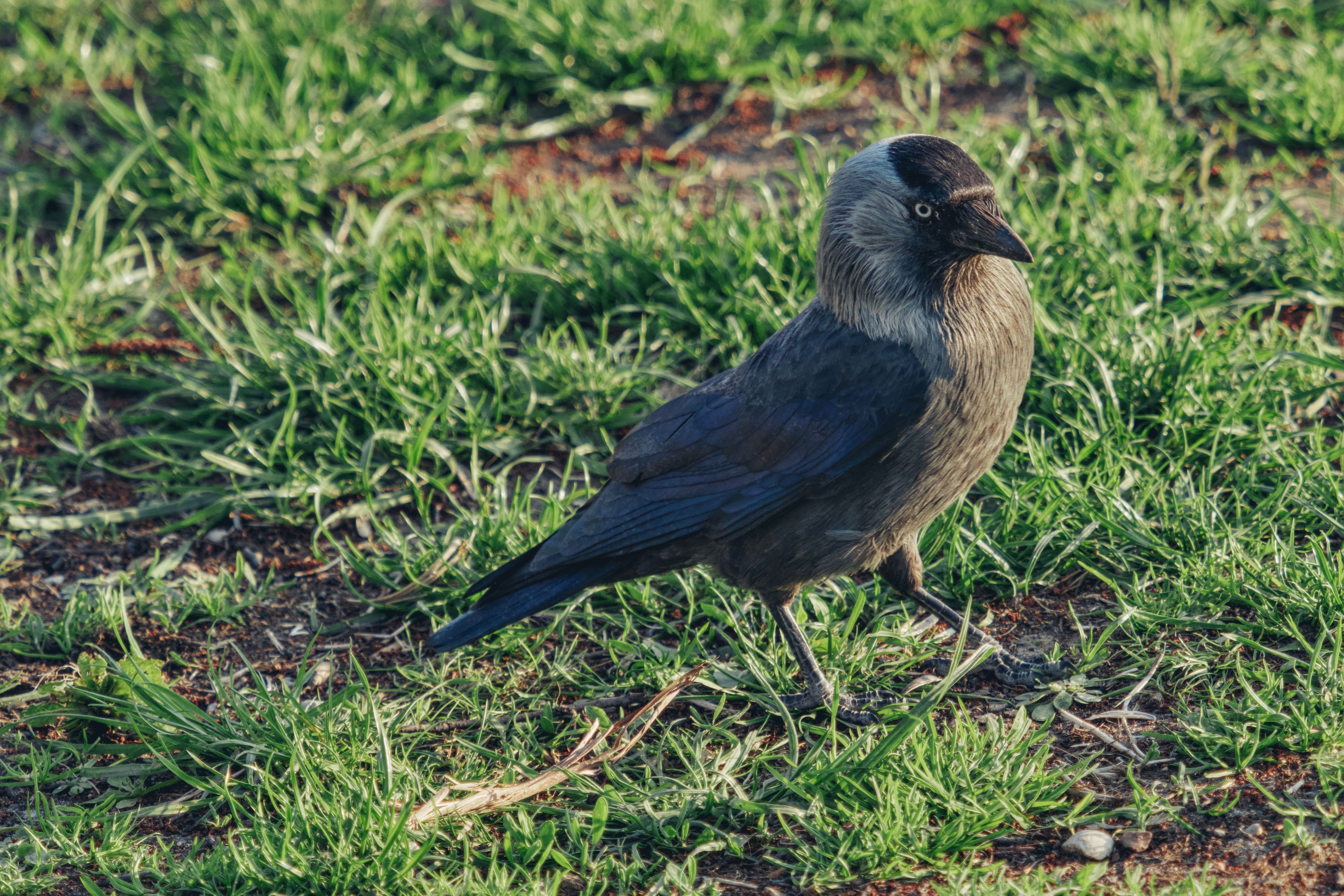 Thirsty Crow Photos, Download The BEST Free Thirsty Crow Stock Photos ...
