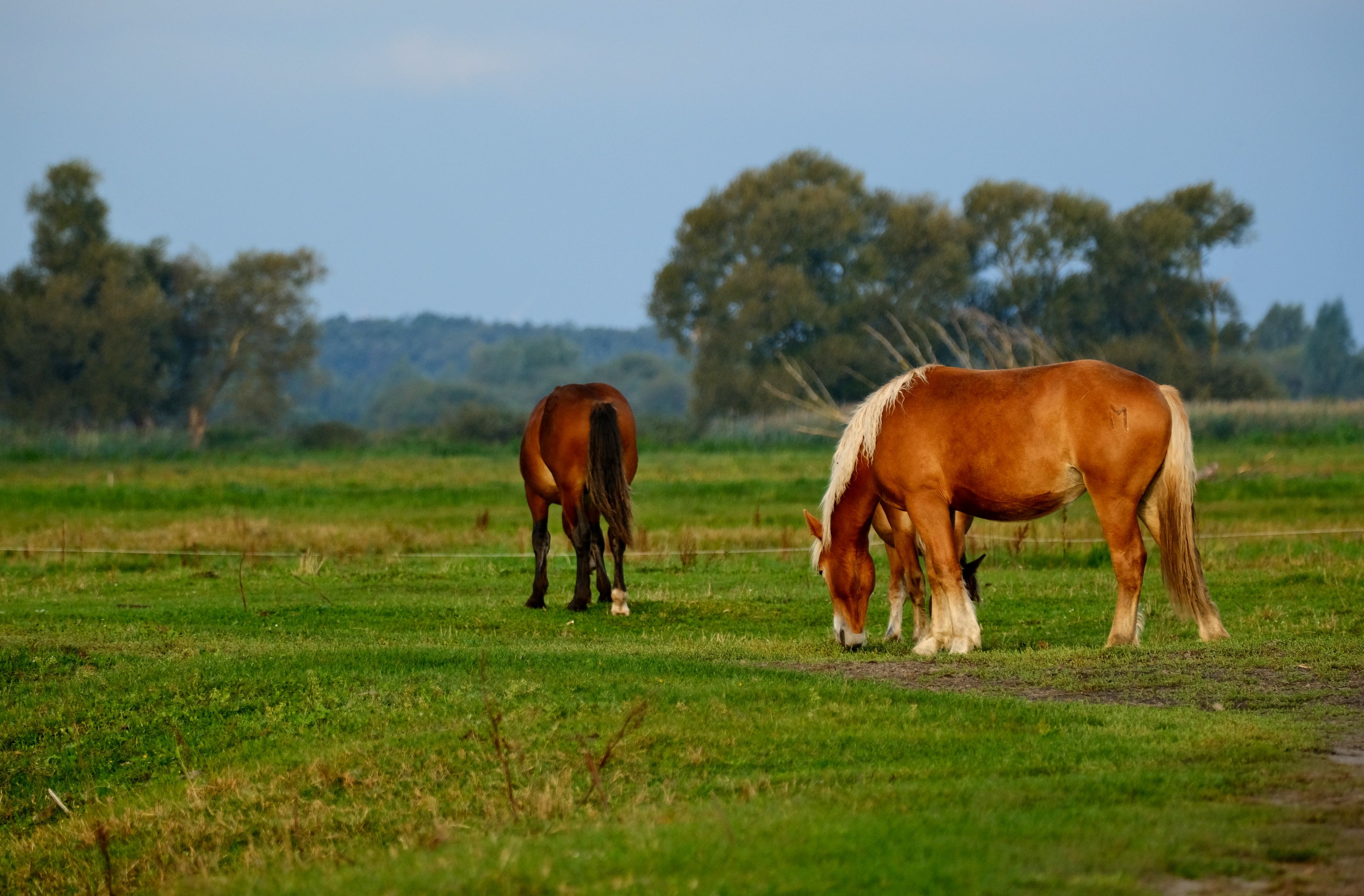 Caballos Salvajes Pastando En Un Campo Tranquilo · Foto de stock gratuita
