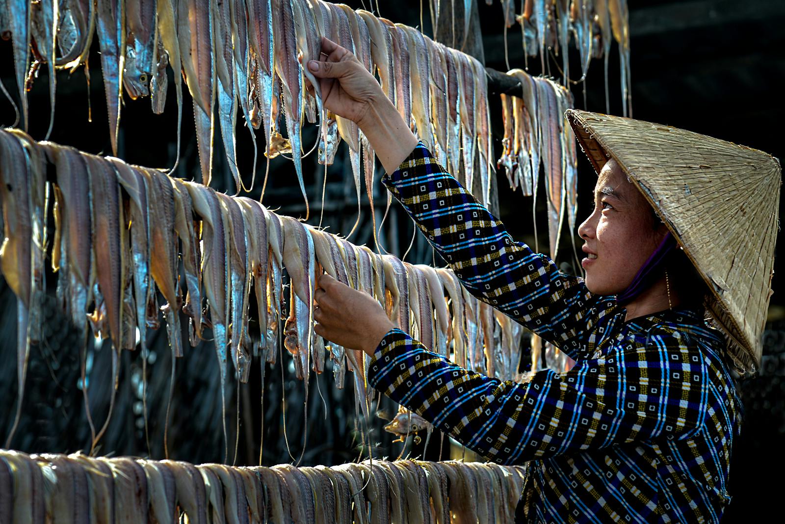 Walleye Fish Photos, Download The BEST Free Walleye Fish Stock Photos ...