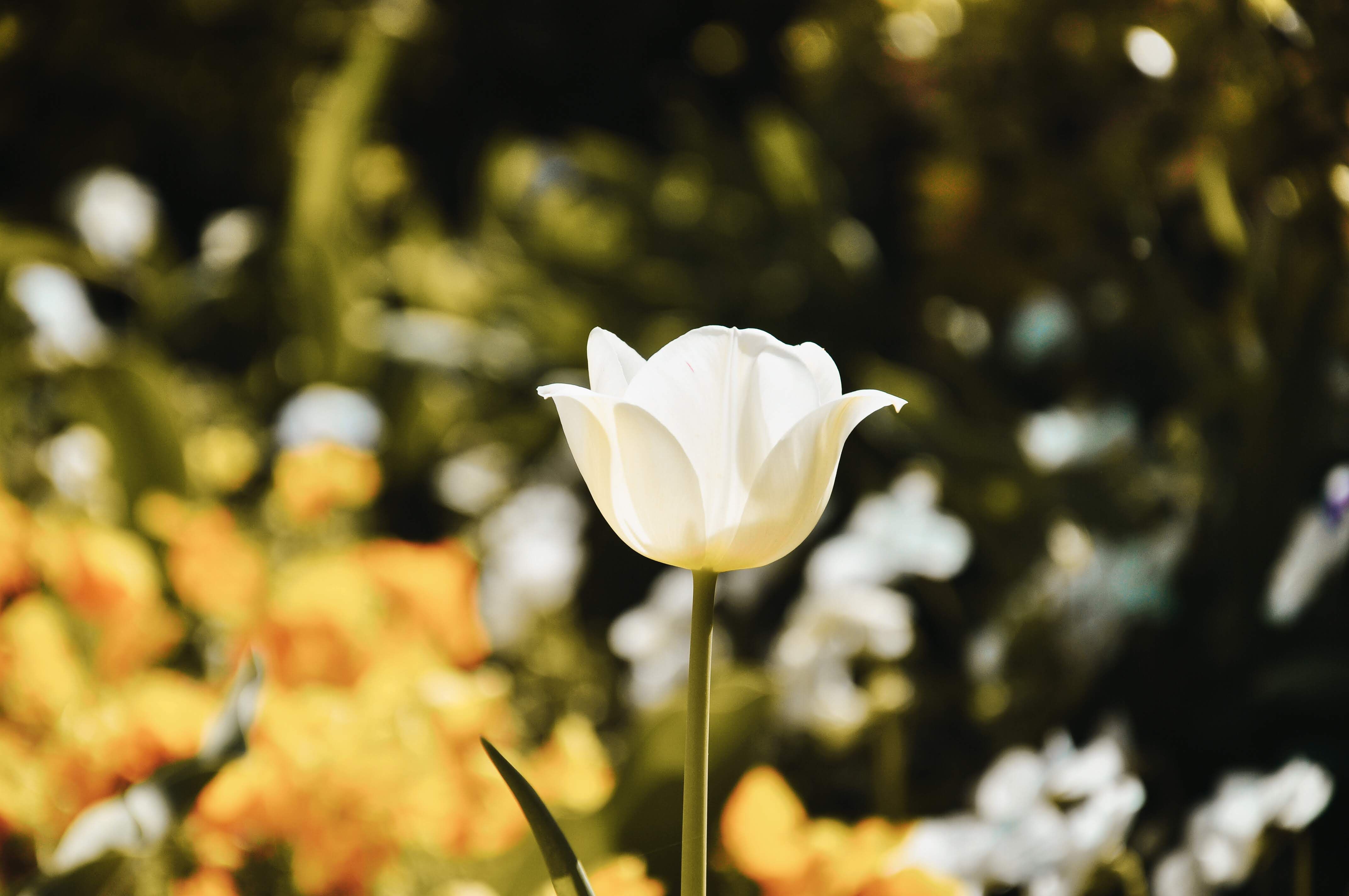 No Background Flower Photos, Download The BEST Free No Background ...