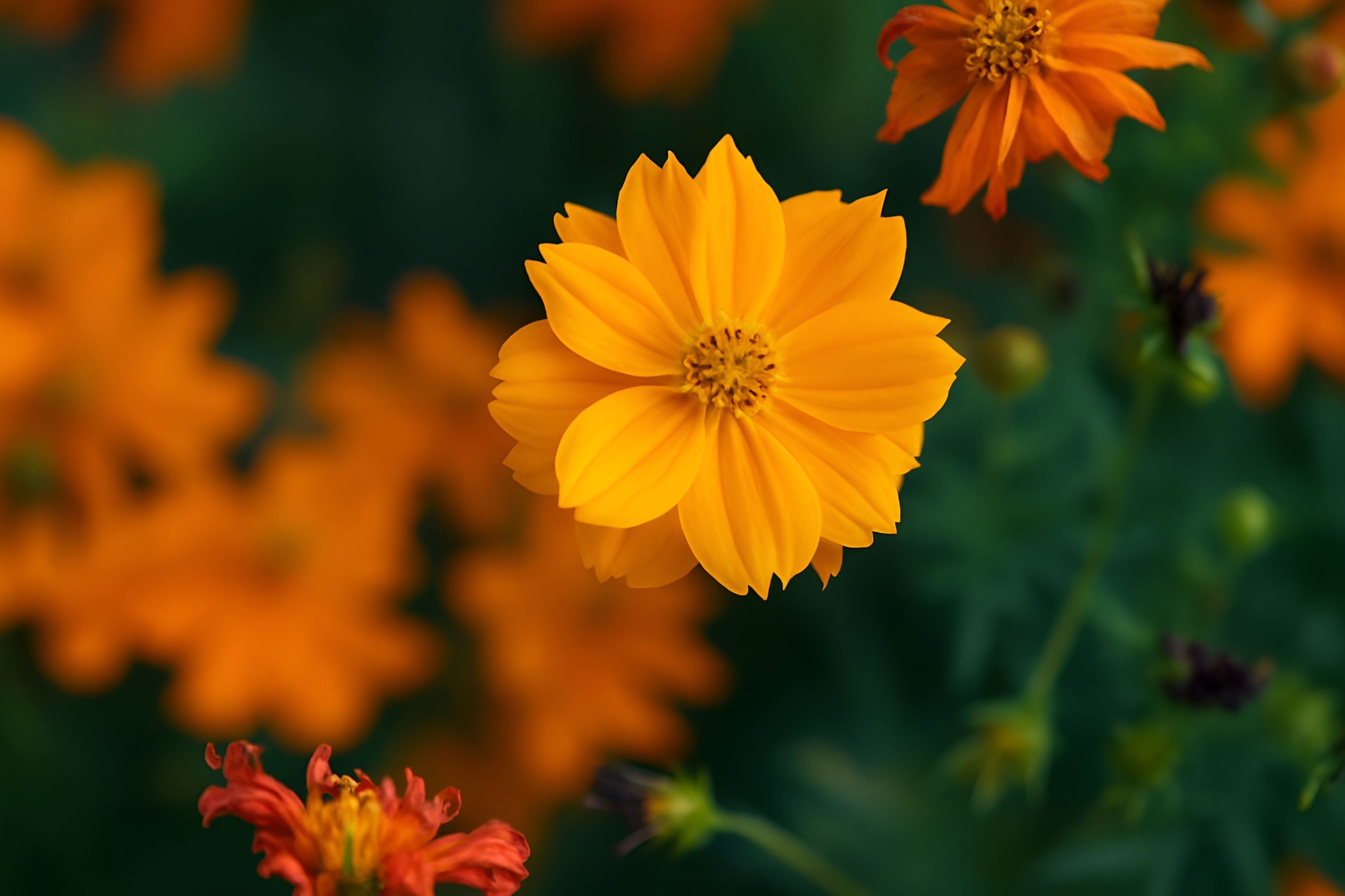 Flower Screensaver Photos, Download The BEST Free Flower Screensaver ...