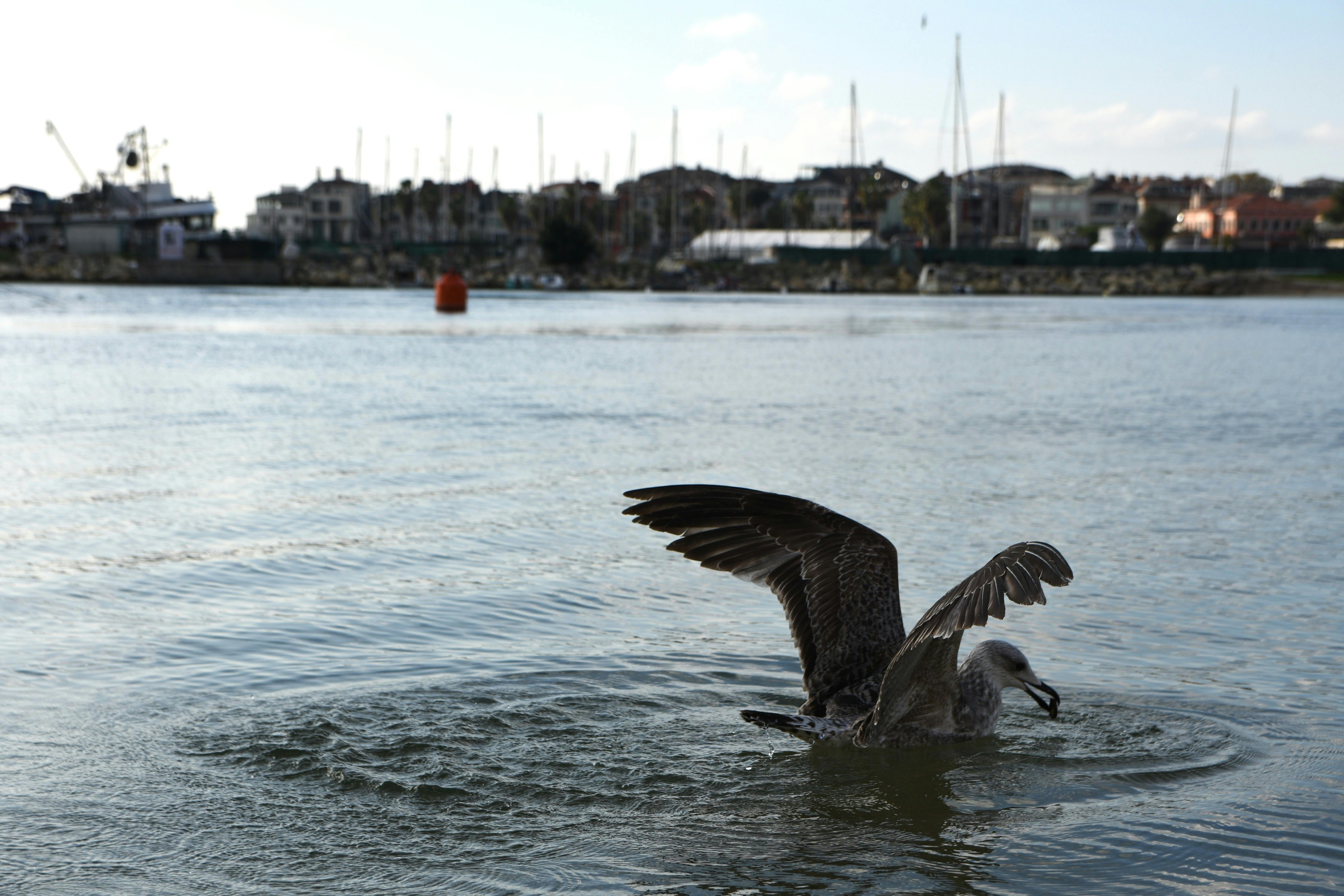 Scroller+Butterfly+Wings Photos, Download The BEST Free Scroller ...