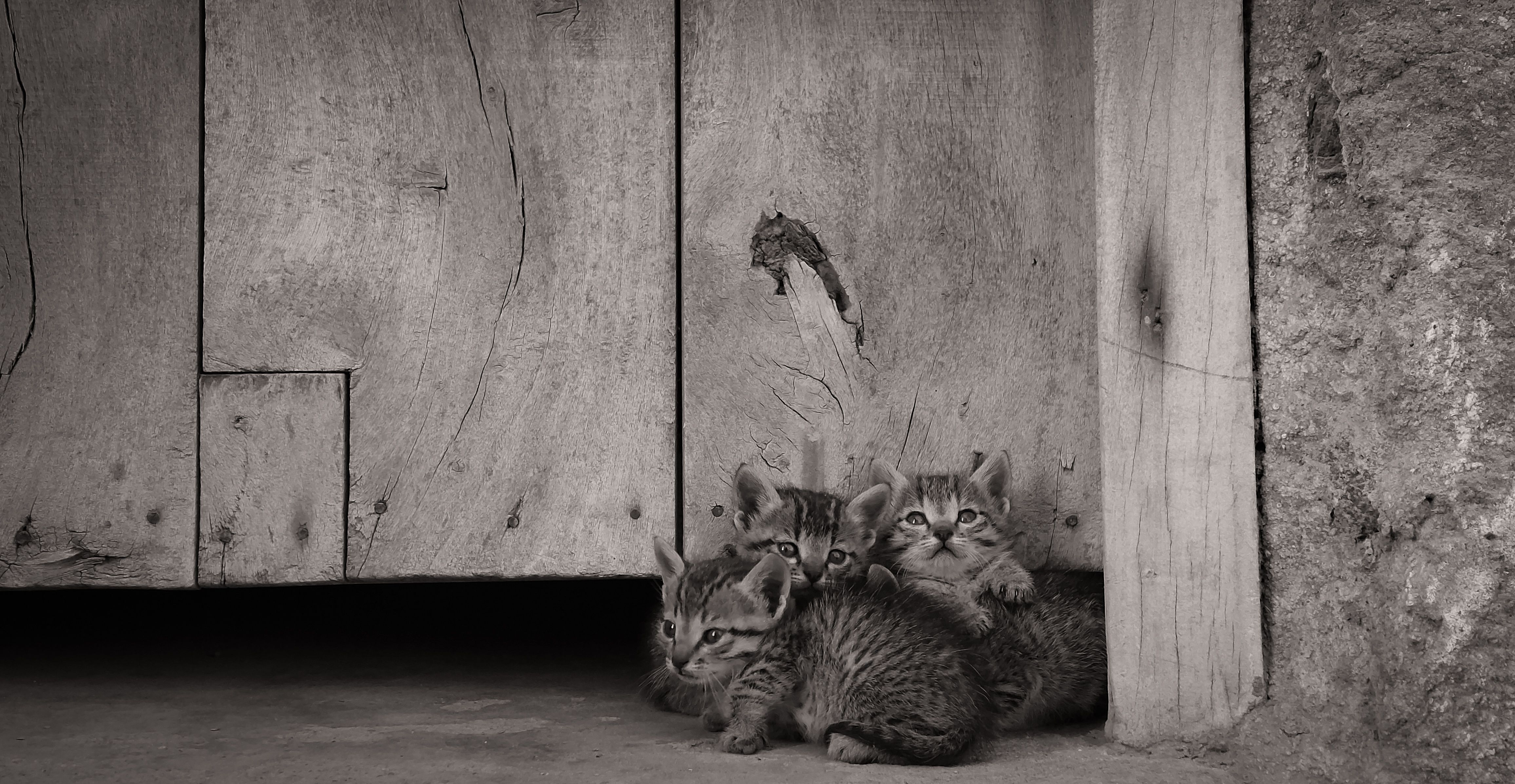Cats Reference Photos, Download The BEST Free Cats Reference Stock ...