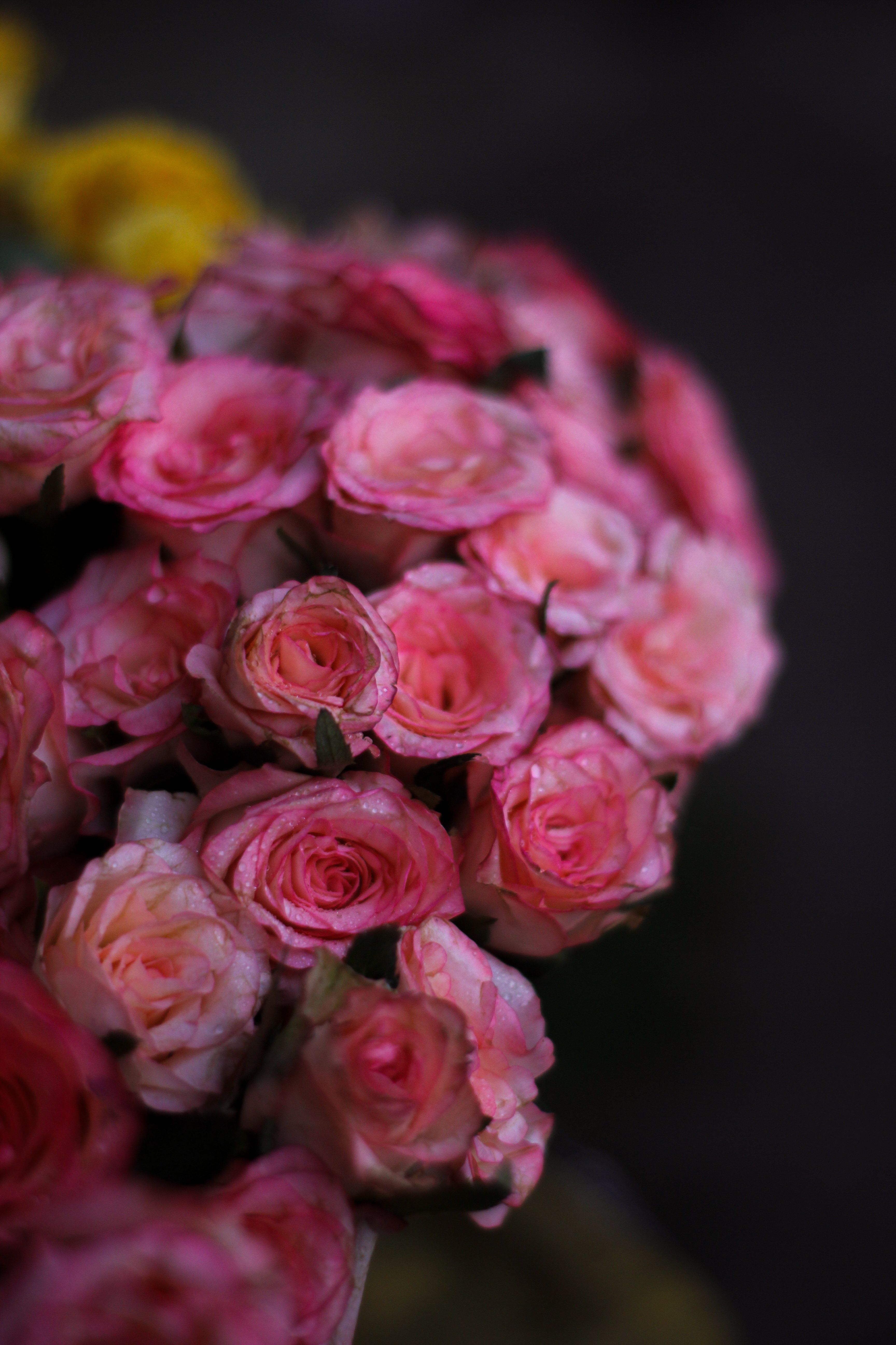 Vibrant Pink Rose Bouquet Close-Up Photography · Free Stock Photo