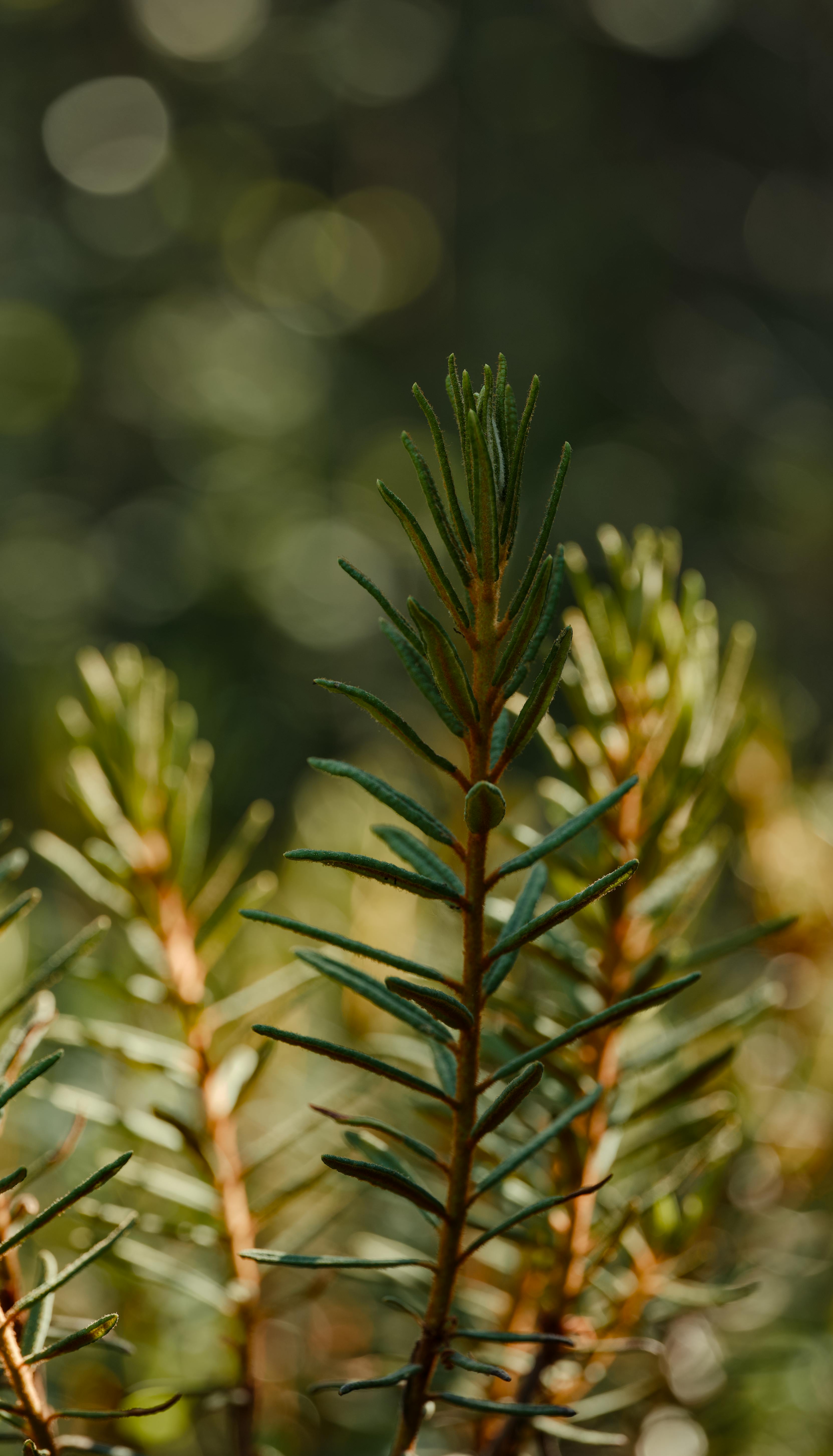 Vtuber Background Photos, Download The BEST Free Vtuber Background ...