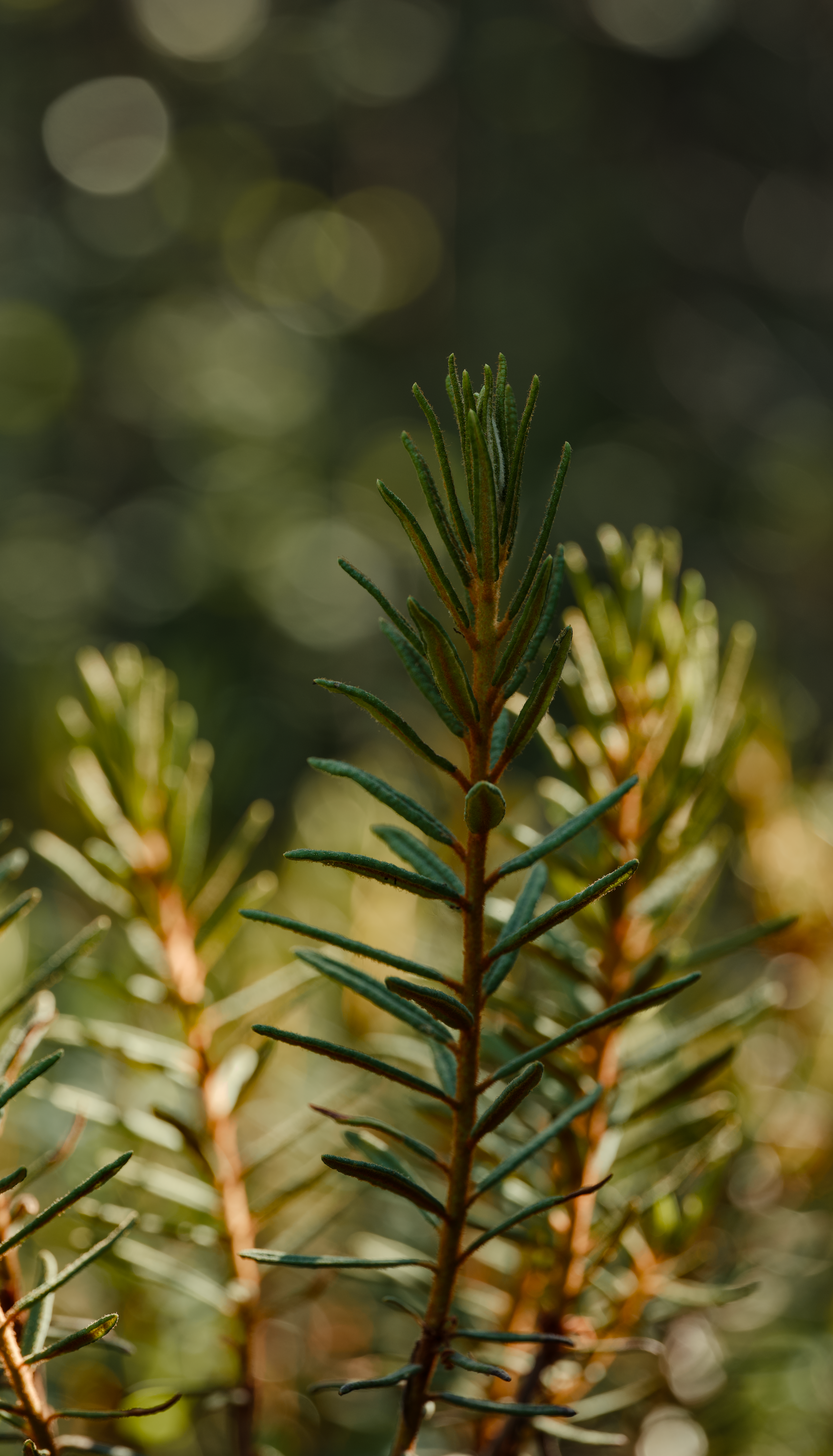 Close-up of Evergreen Pine Needles Outdoors · Free Stock Photo