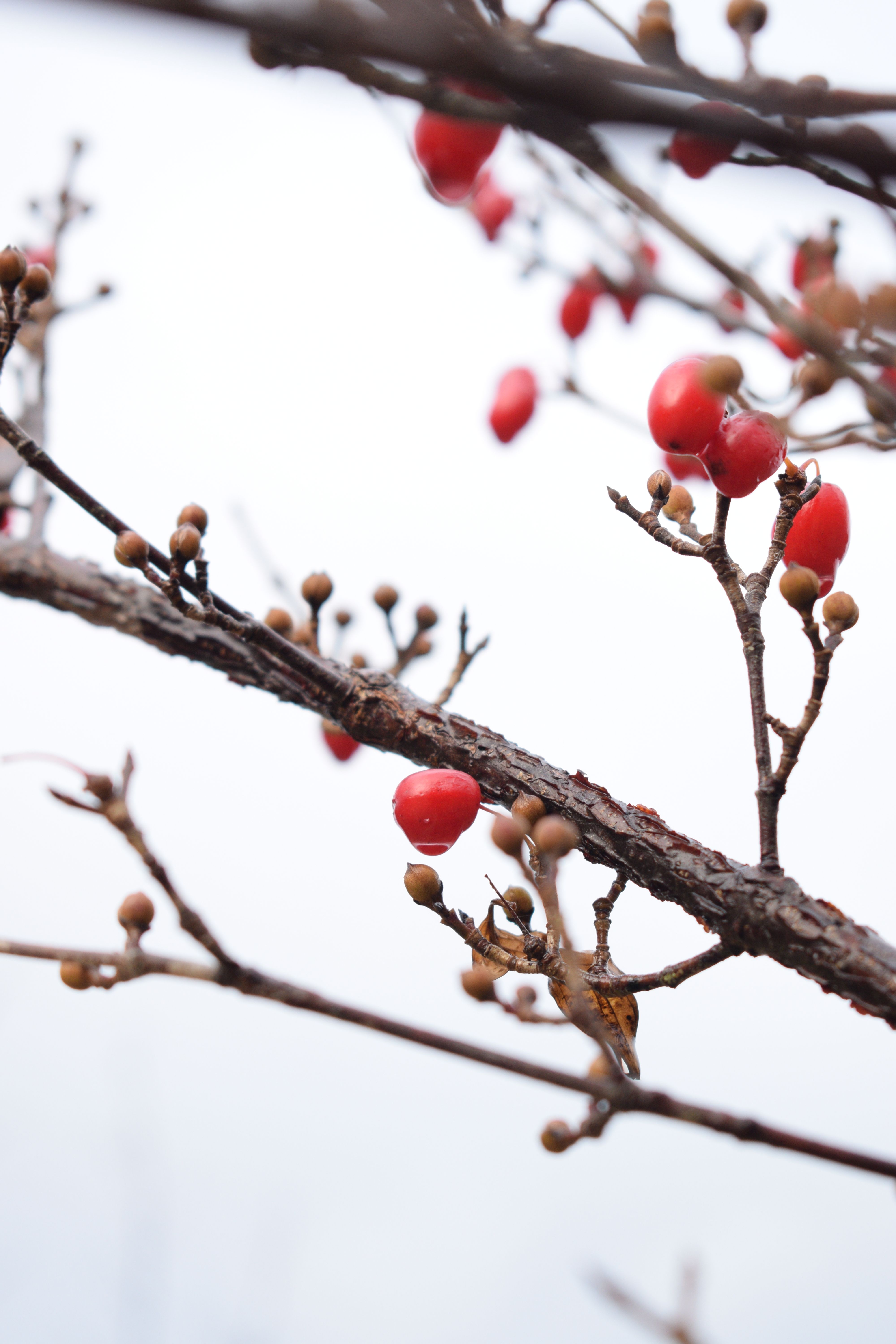 Red Berries on Bare Branches in Chilly Winter · Free Stock Photo