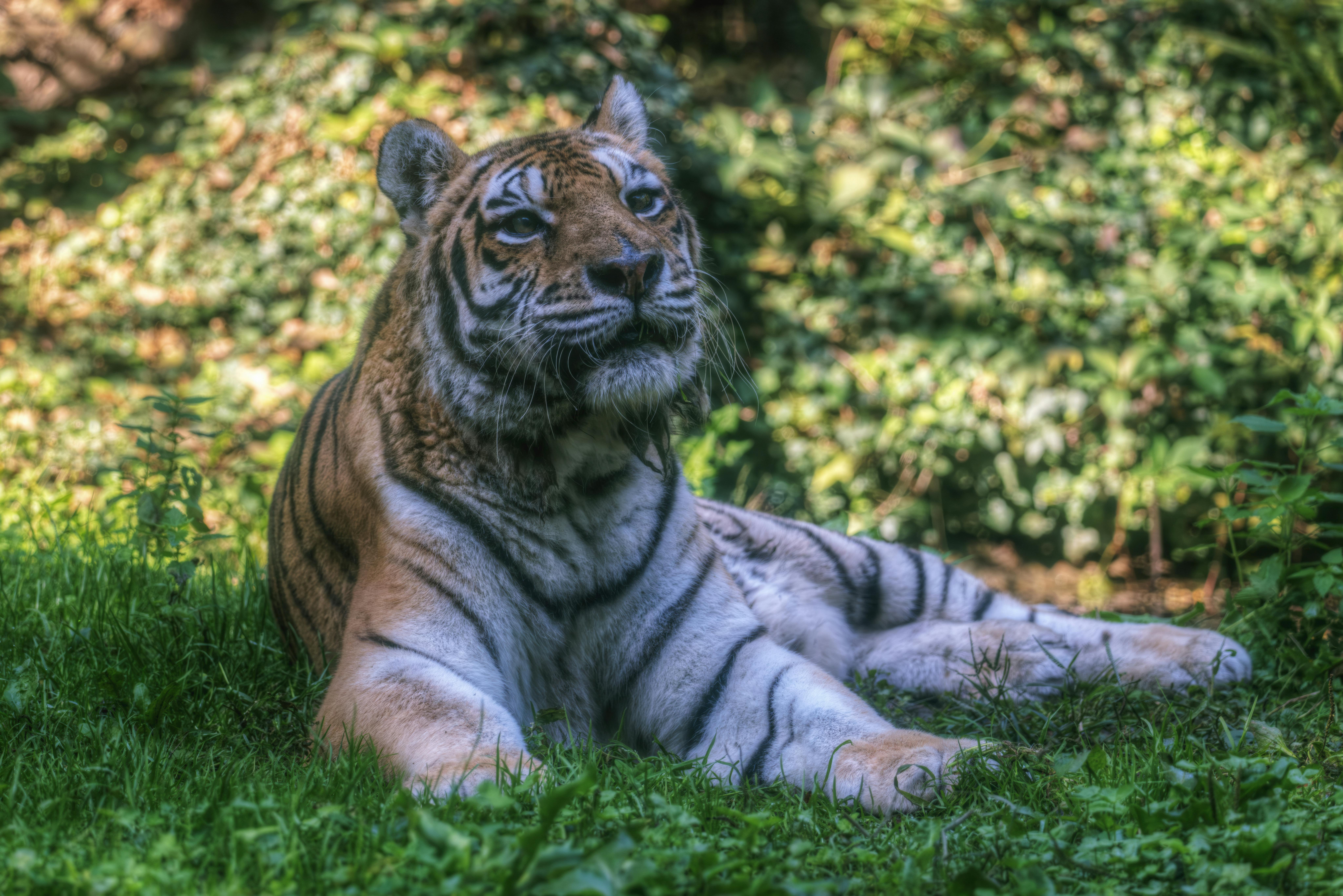 Tiger Images Photos, Download The BEST Free Tiger Images Stock Photos ...