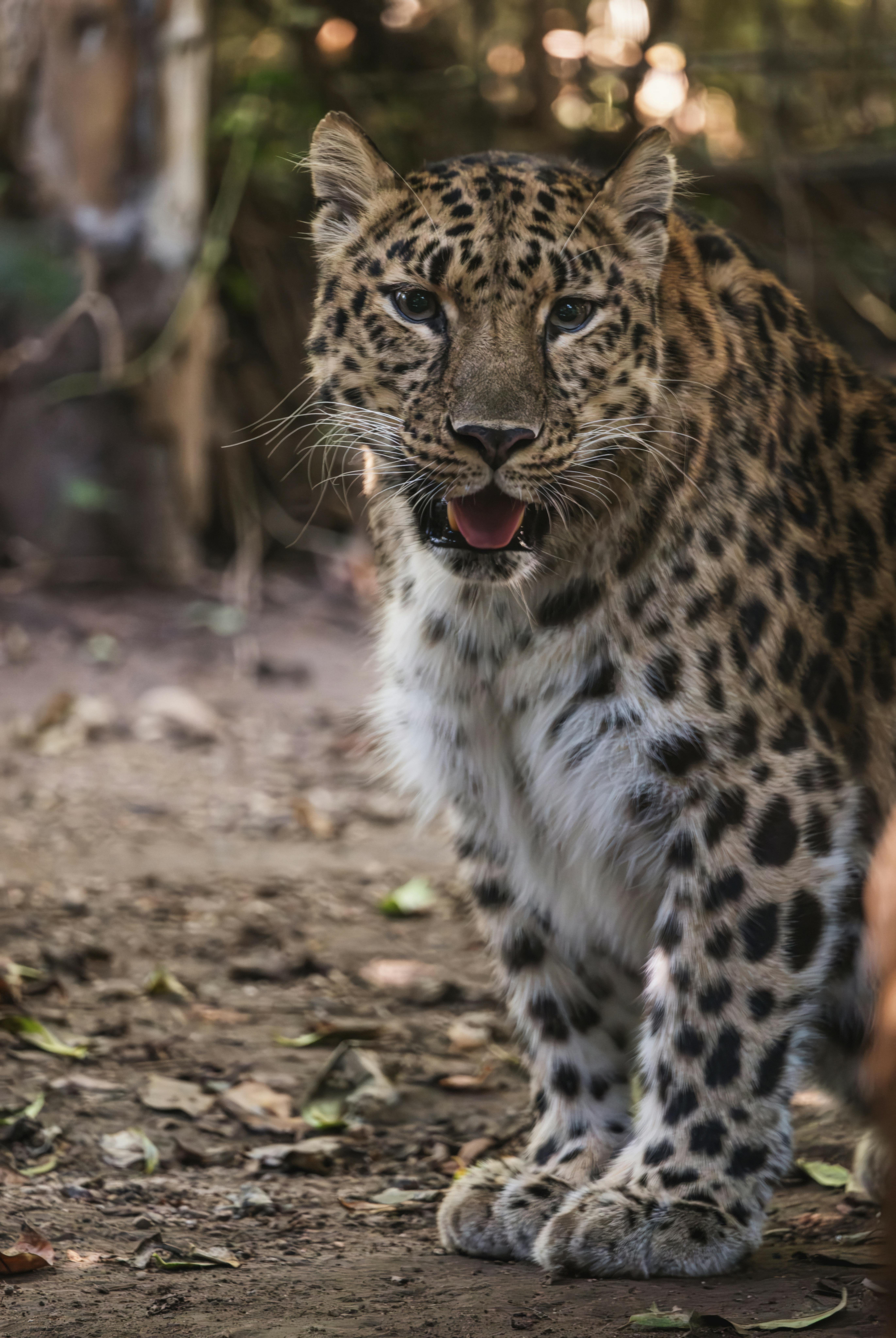 Amur Leopard Photos, Download The BEST Free Amur Leopard Stock Photos ...