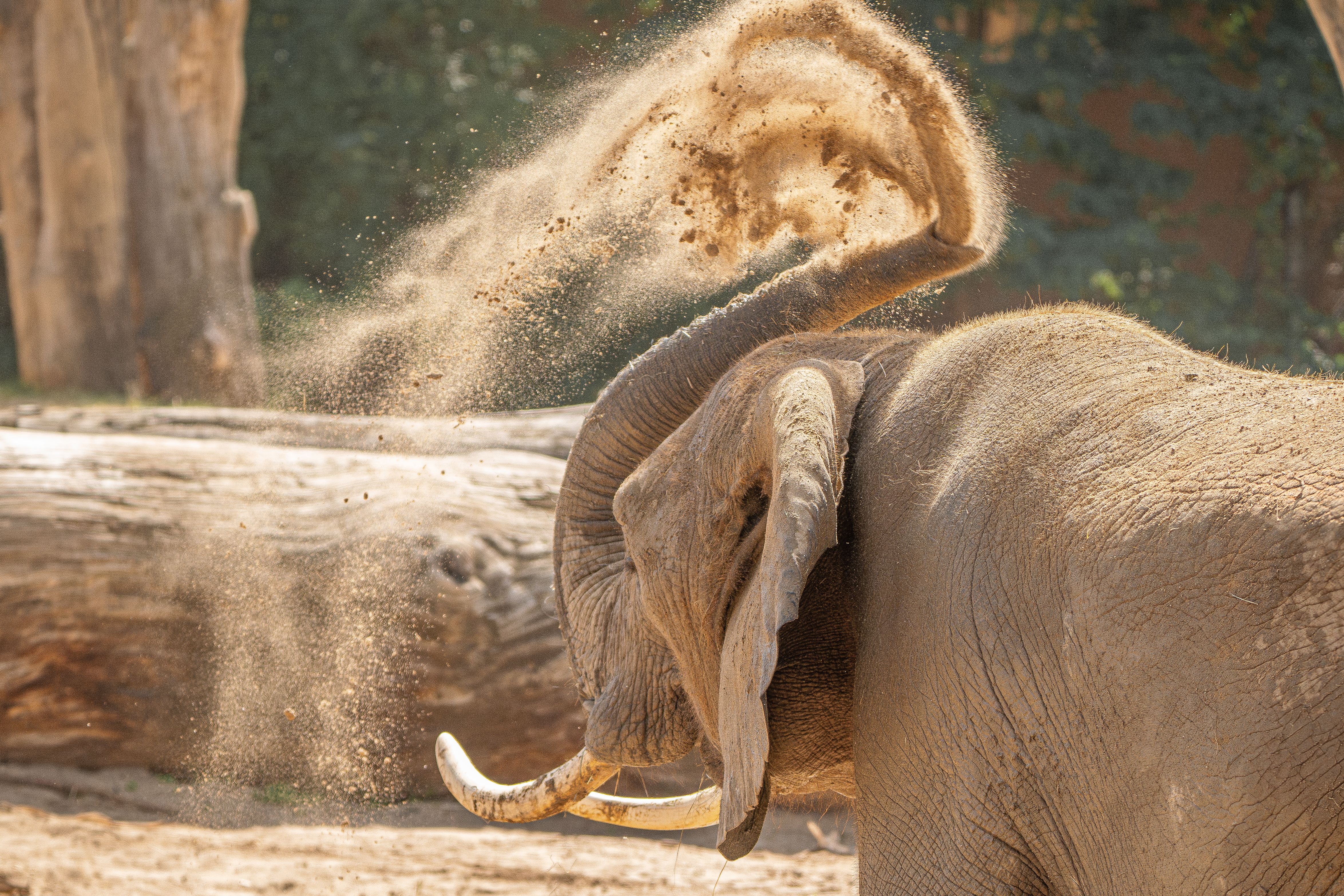 African Elephant Tossing Dust in the Wild · Free Stock Photo