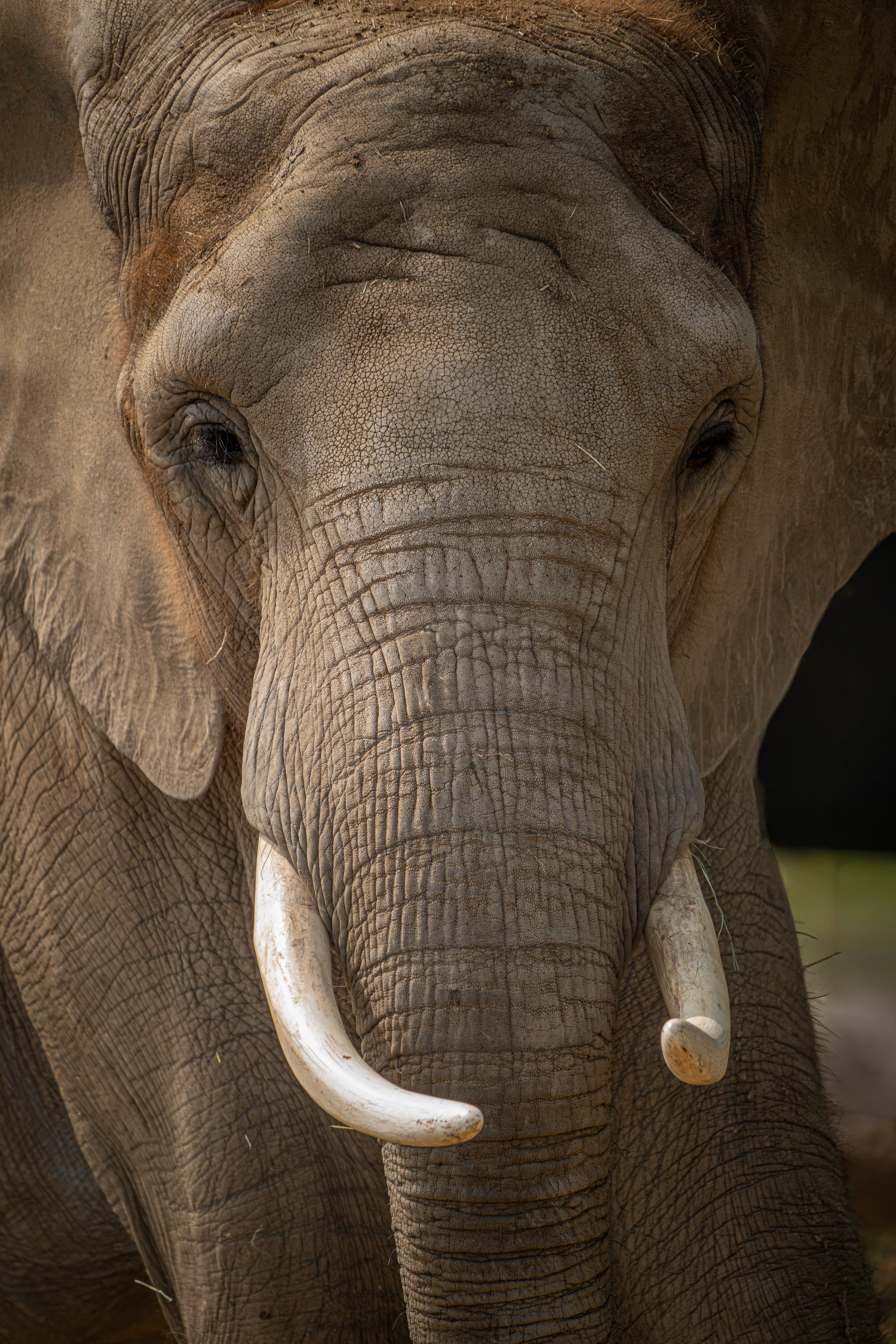 Two Adult Elephants · Free Stock Photo