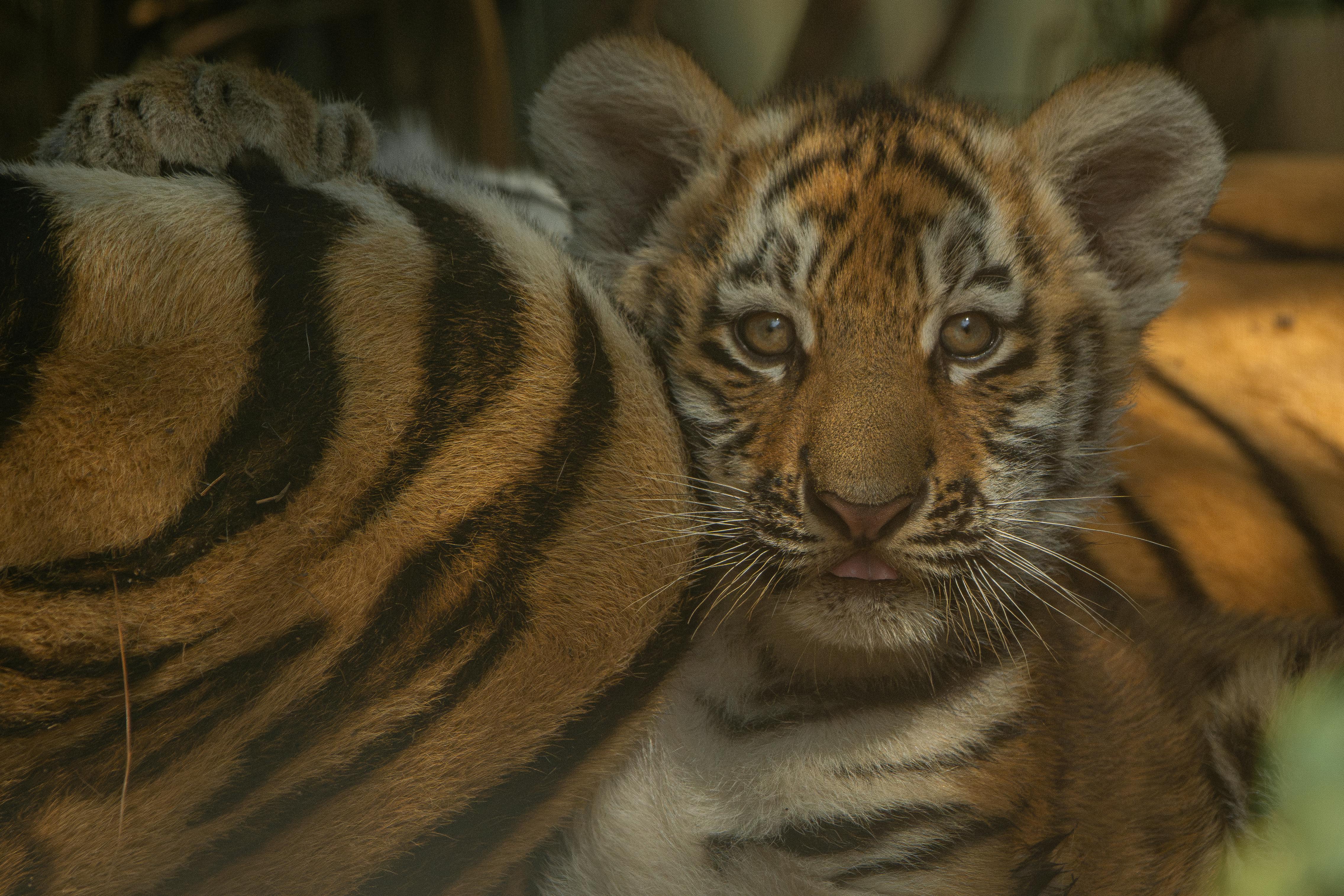 Bengal Tiger Photos, Download The BEST Free Bengal Tiger Stock Photos ...