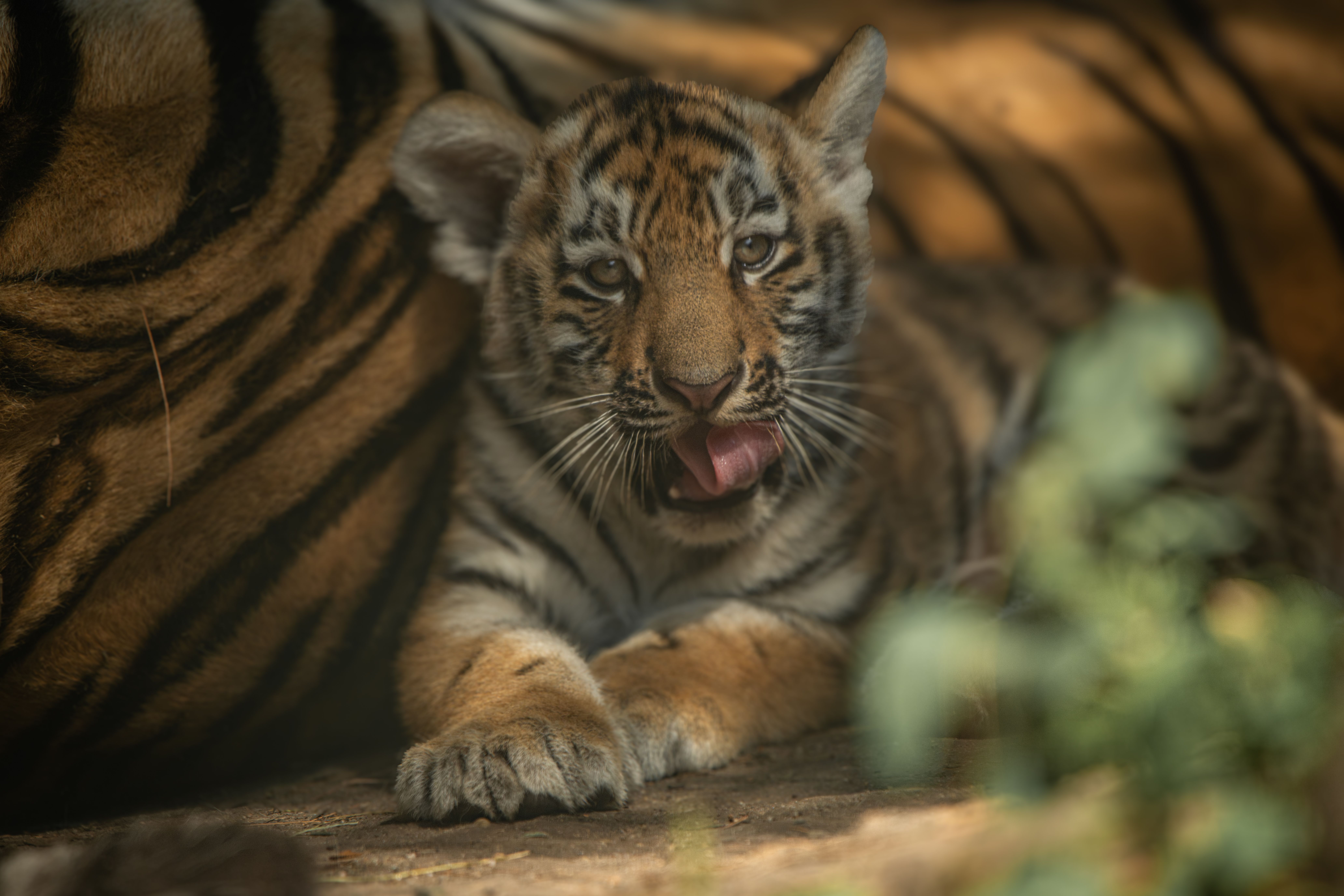 Adorable Tiger Cub in Natural Habitat · Free Stock Photo