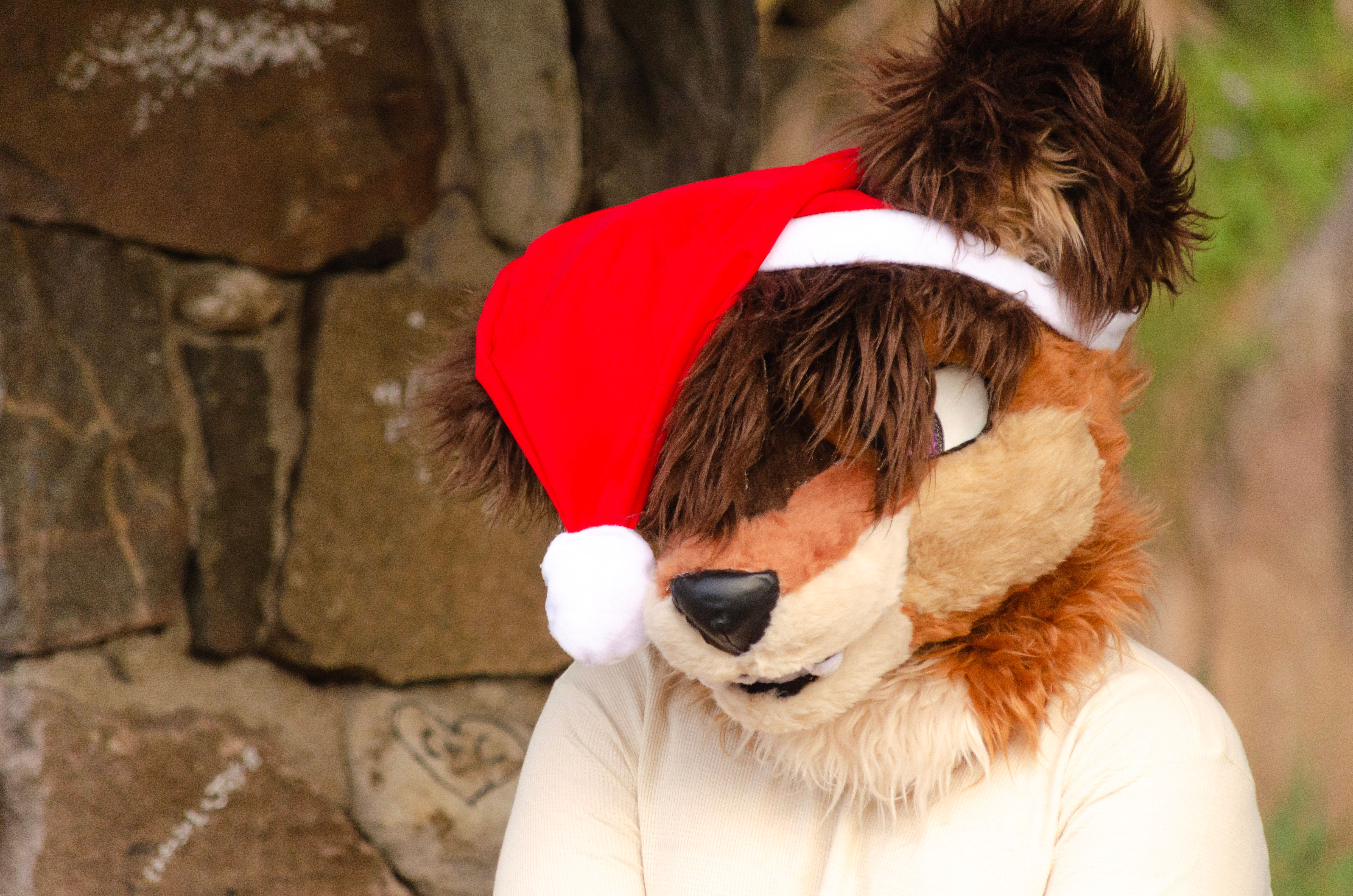 Furry Photos, Download The BEST Free Furry Stock Photos & HD Images