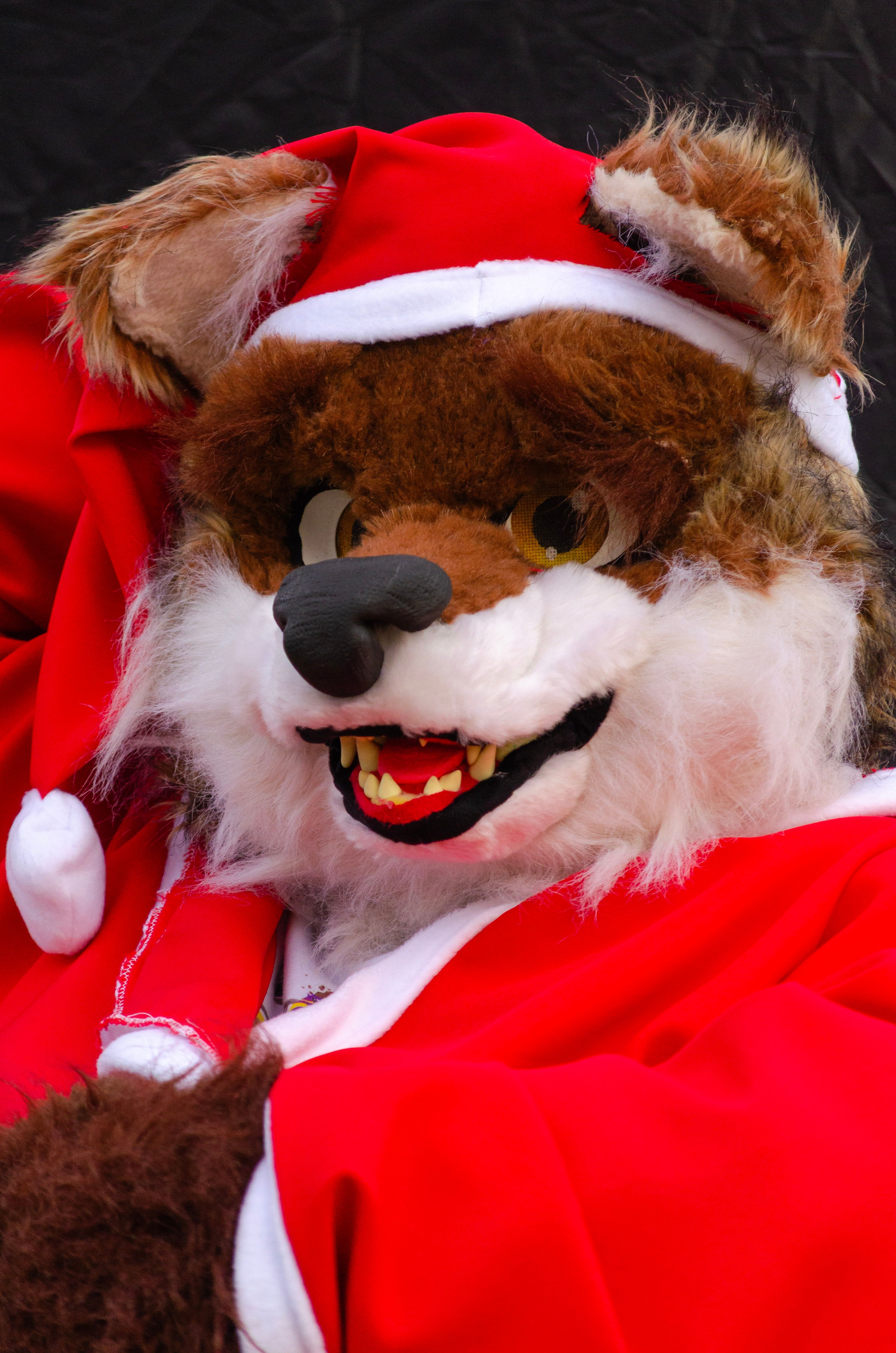 Festive Santa-Clad Furry Wolf Costume · Free Stock Photo