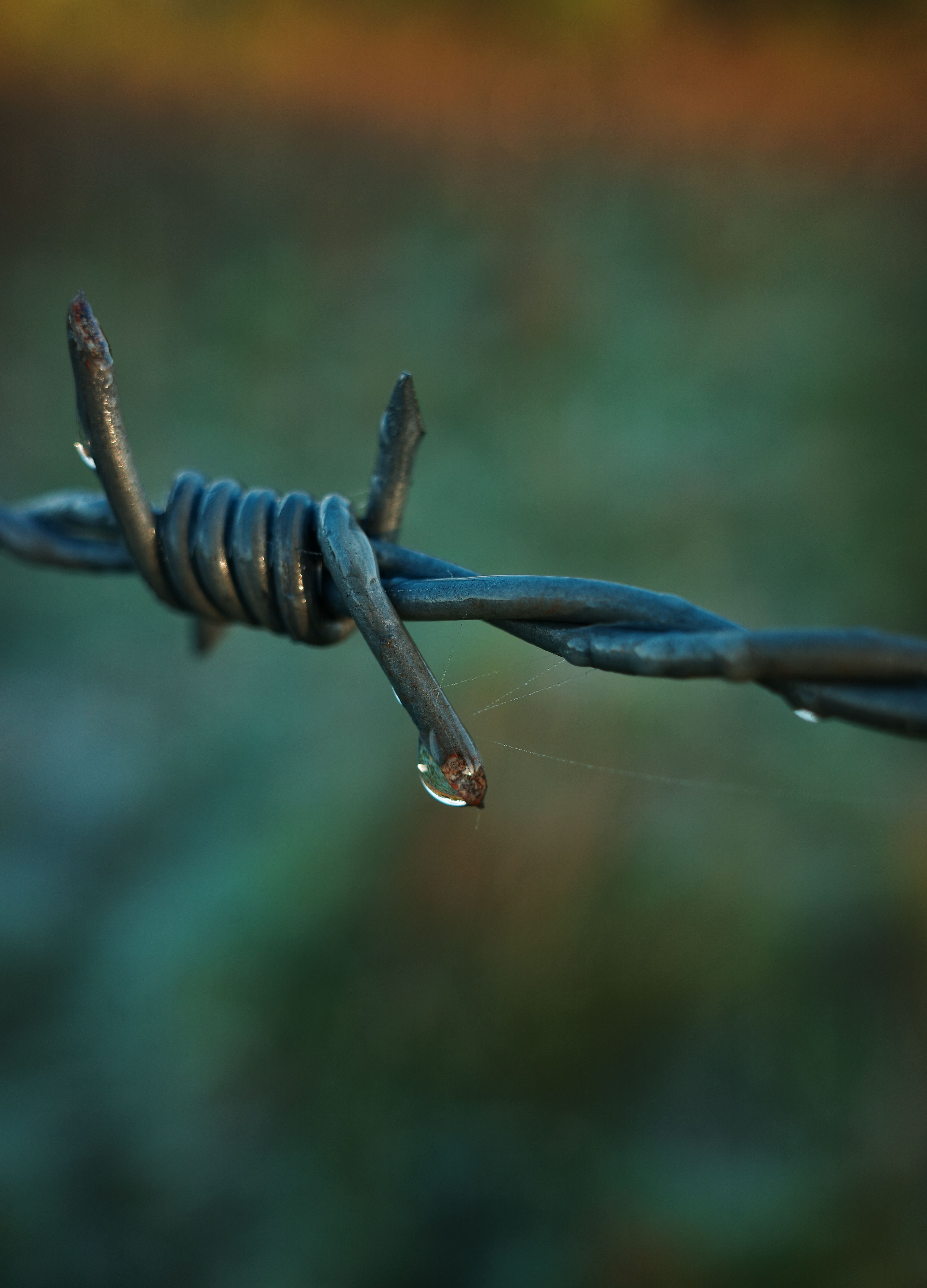 Black Barb Wires · Free Stock Photo