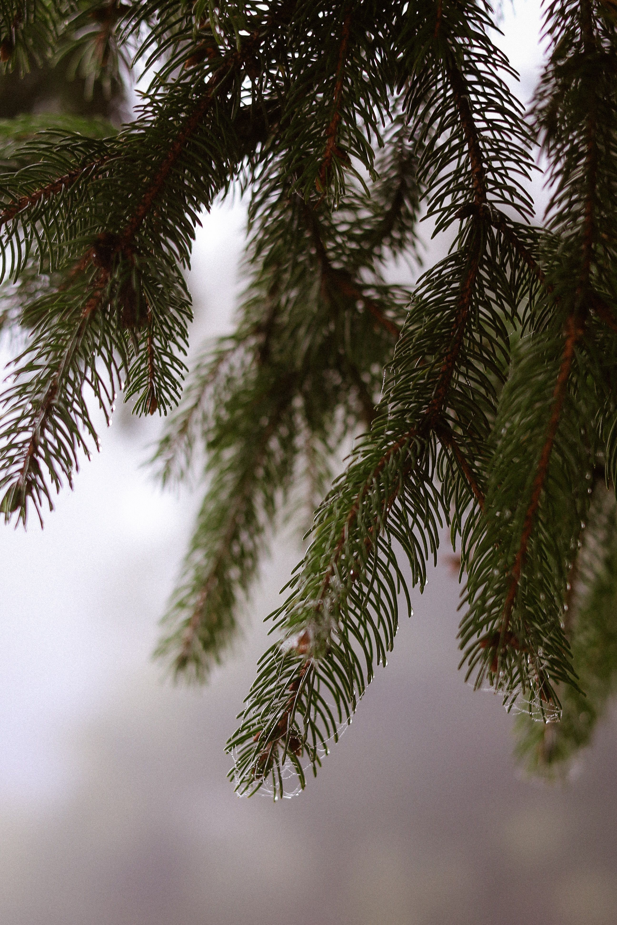 Close Up Photo of a Tree · Free Stock Photo