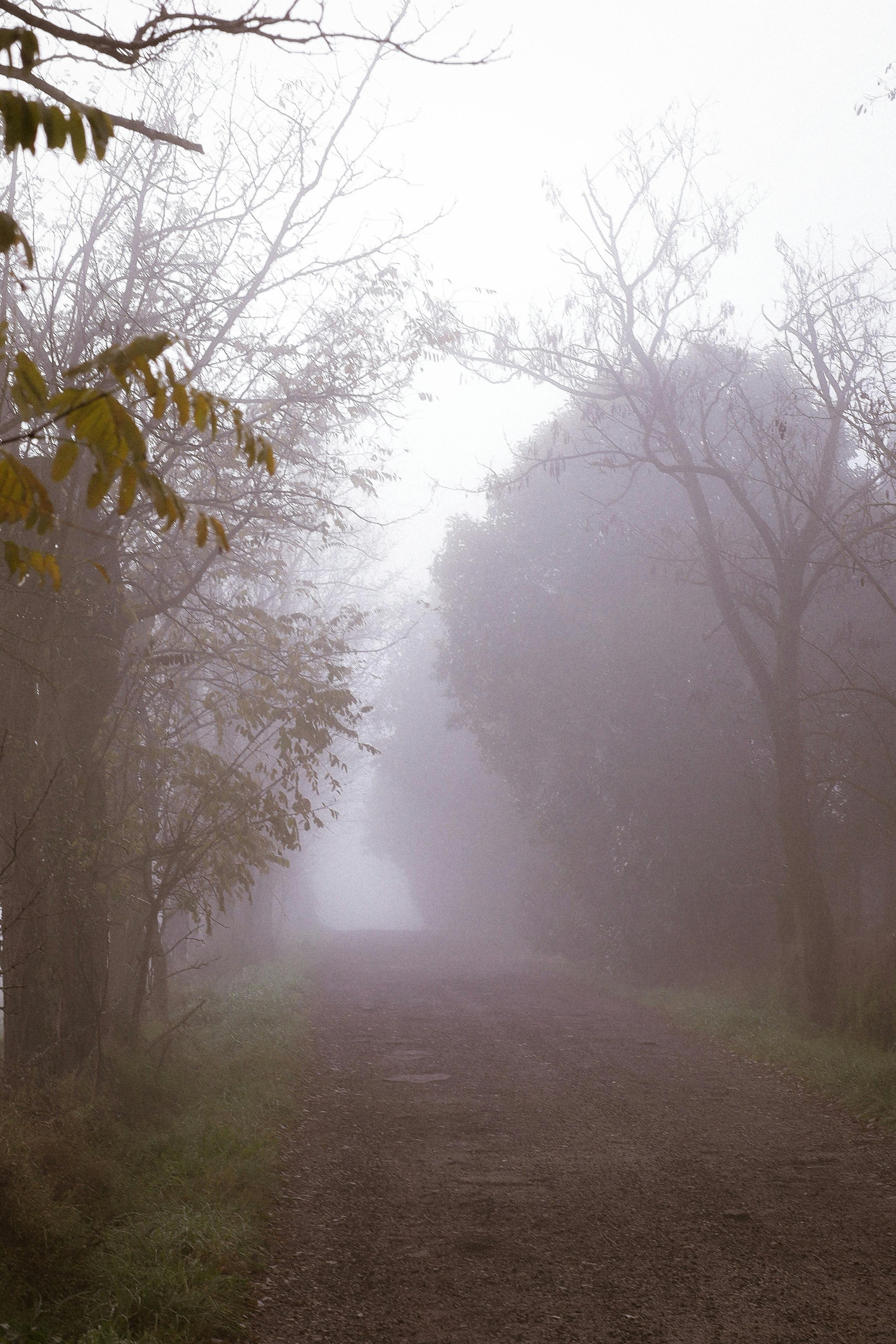 Twigs Photos, Download The BEST Free Twigs Stock Photos & HD Images