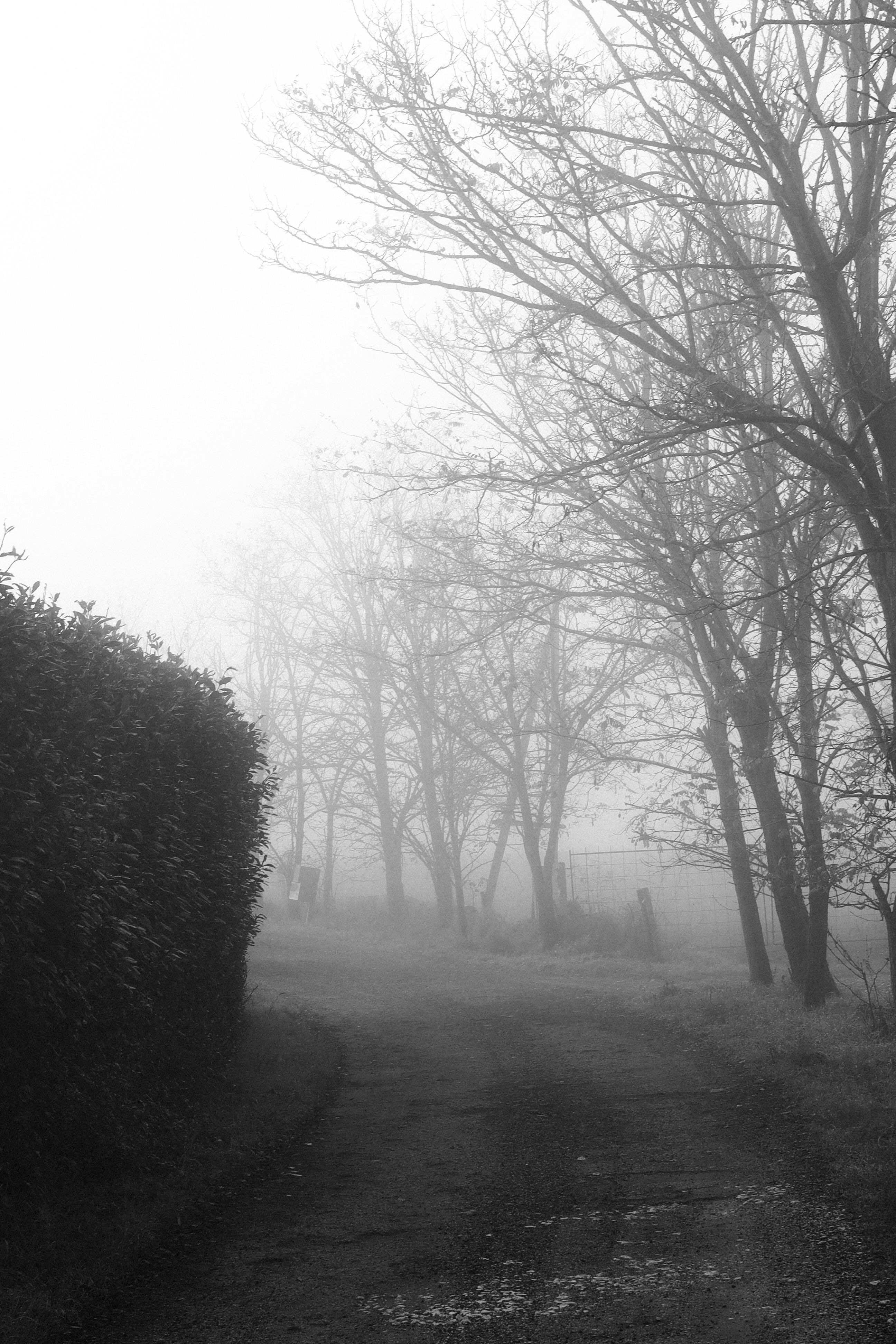 Twigs Photos, Download The BEST Free Twigs Stock Photos & HD Images