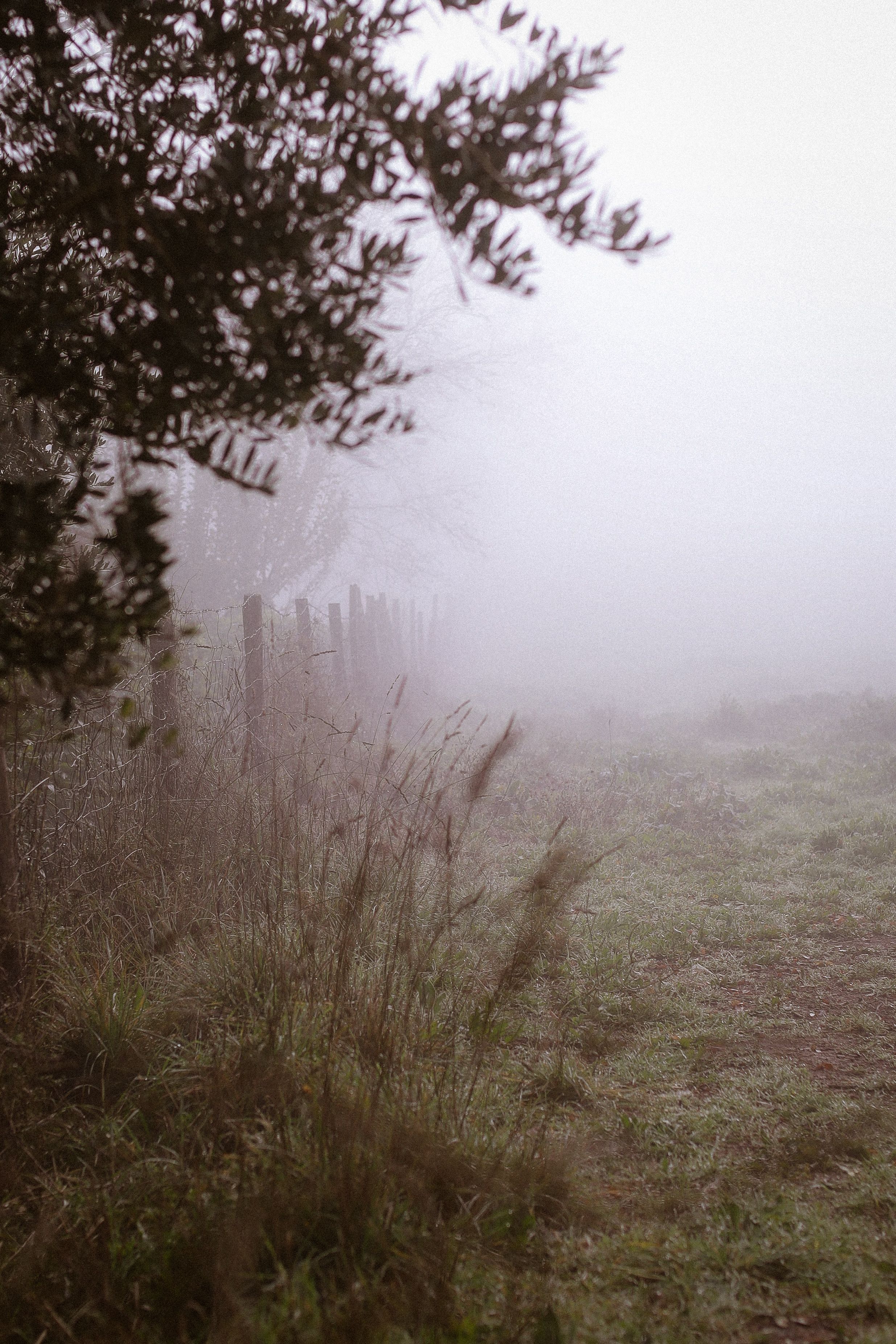 Mystical Foggy Countryside Path in Autumn · Free Stock Photo