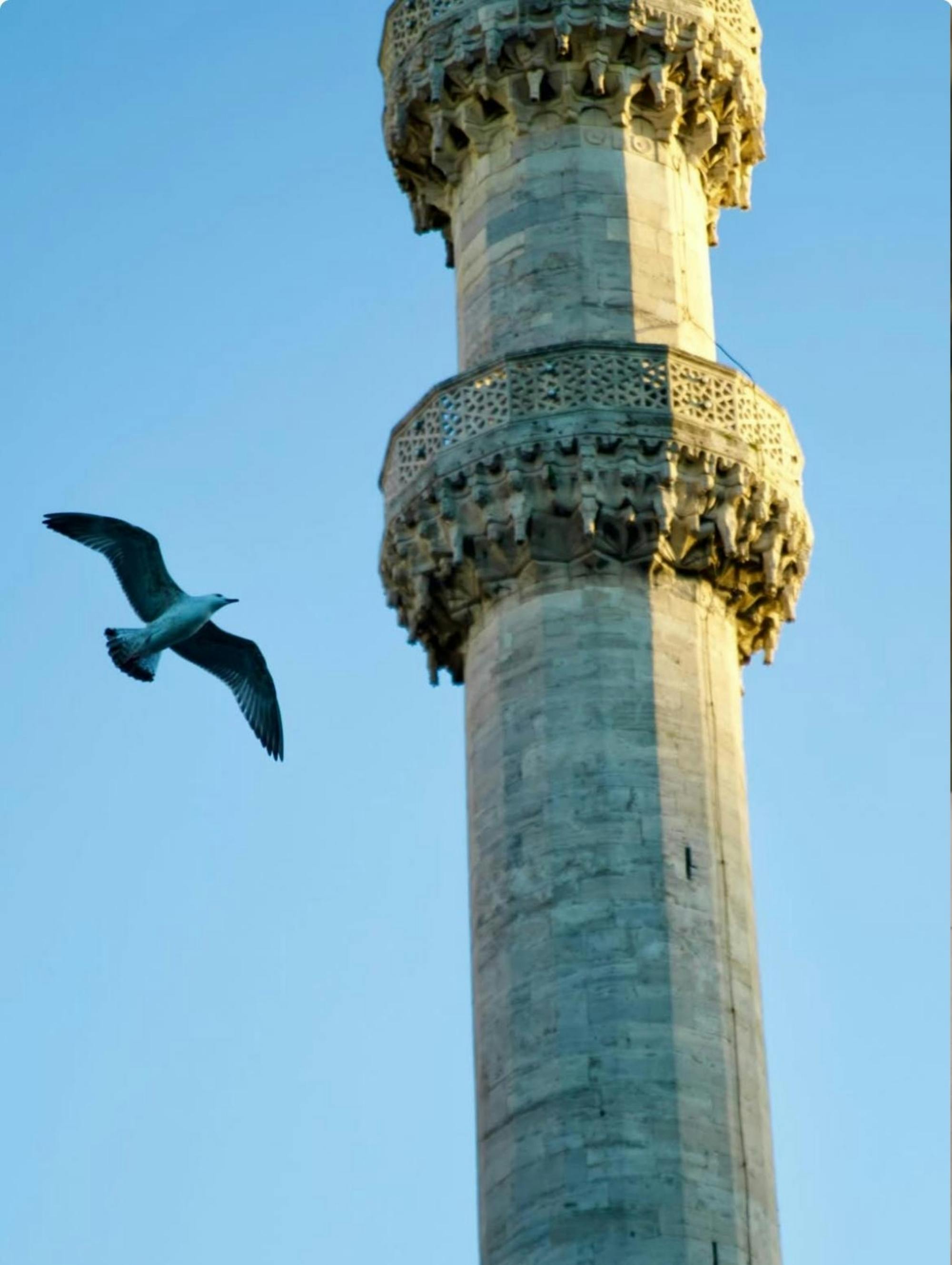 Aerial View Of Swans Photos, Download The BEST Free Aerial View Of ...