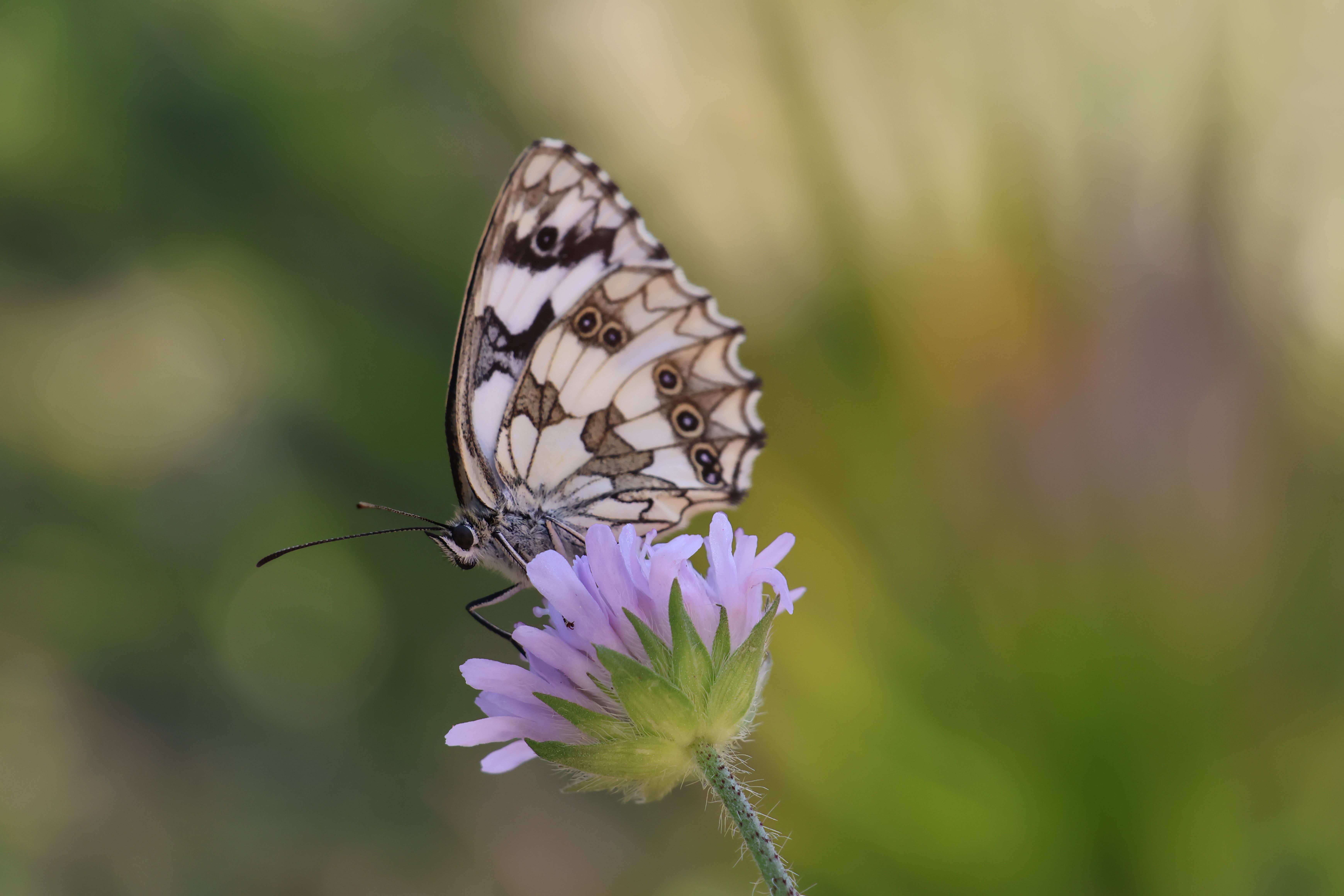Close-up of a Marbled White Butterfly on Purple Flower · Free Stock Photo
