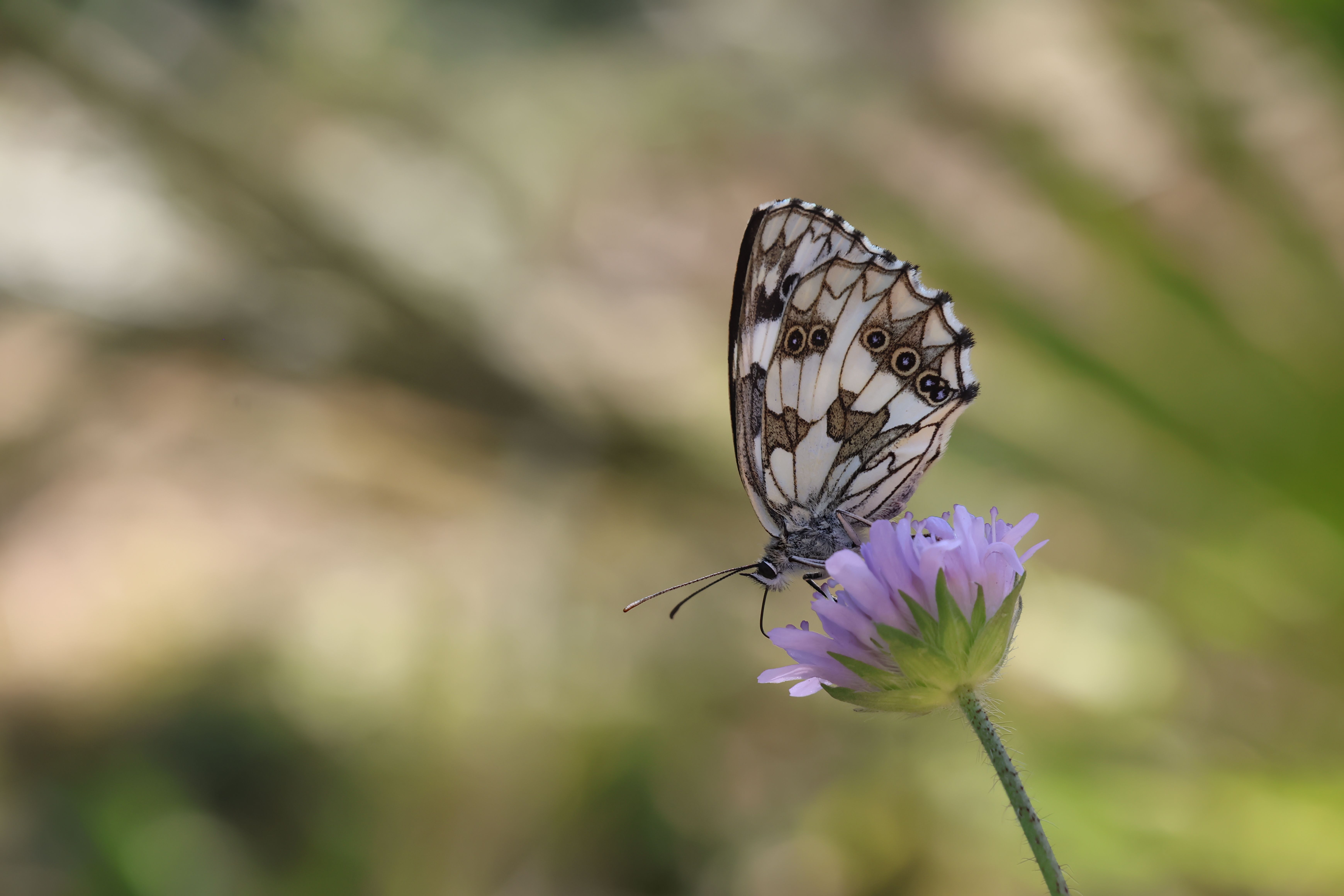 Butterfly Cacoon Photos, Download The BEST Free Butterfly Cacoon Stock ...