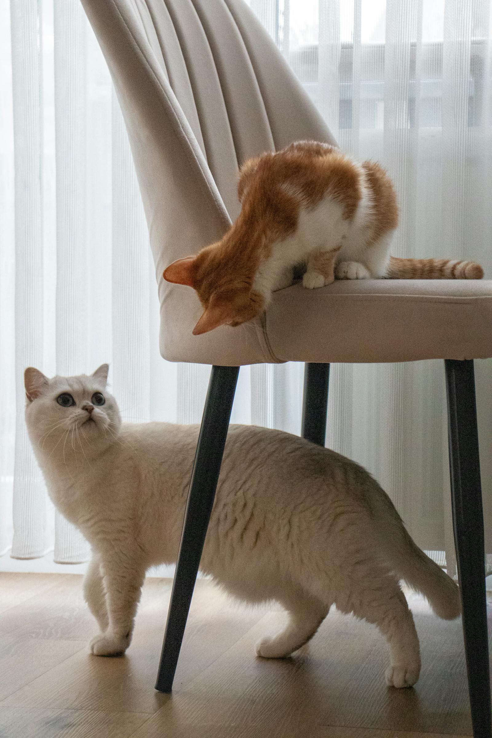 Cats Reference Photos, Download The BEST Free Cats Reference Stock ...