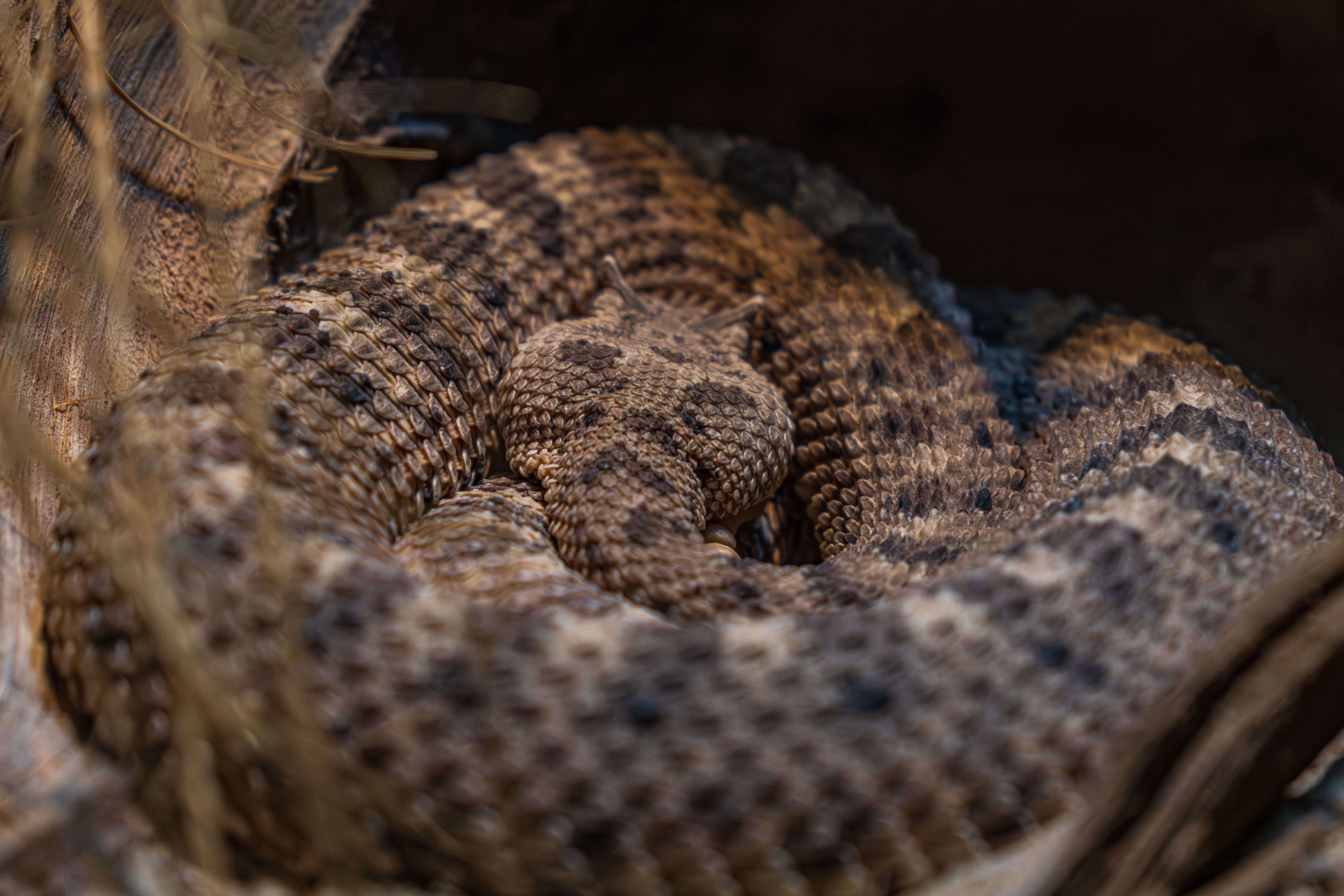 Titanoboa Snakes Photos, Download The BEST Free Titanoboa Snakes Stock ...
