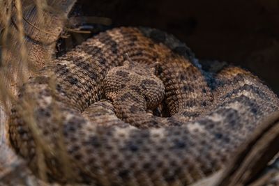 Coiled Snake Photos, Download The BEST Free Coiled Snake Stock Photos ...