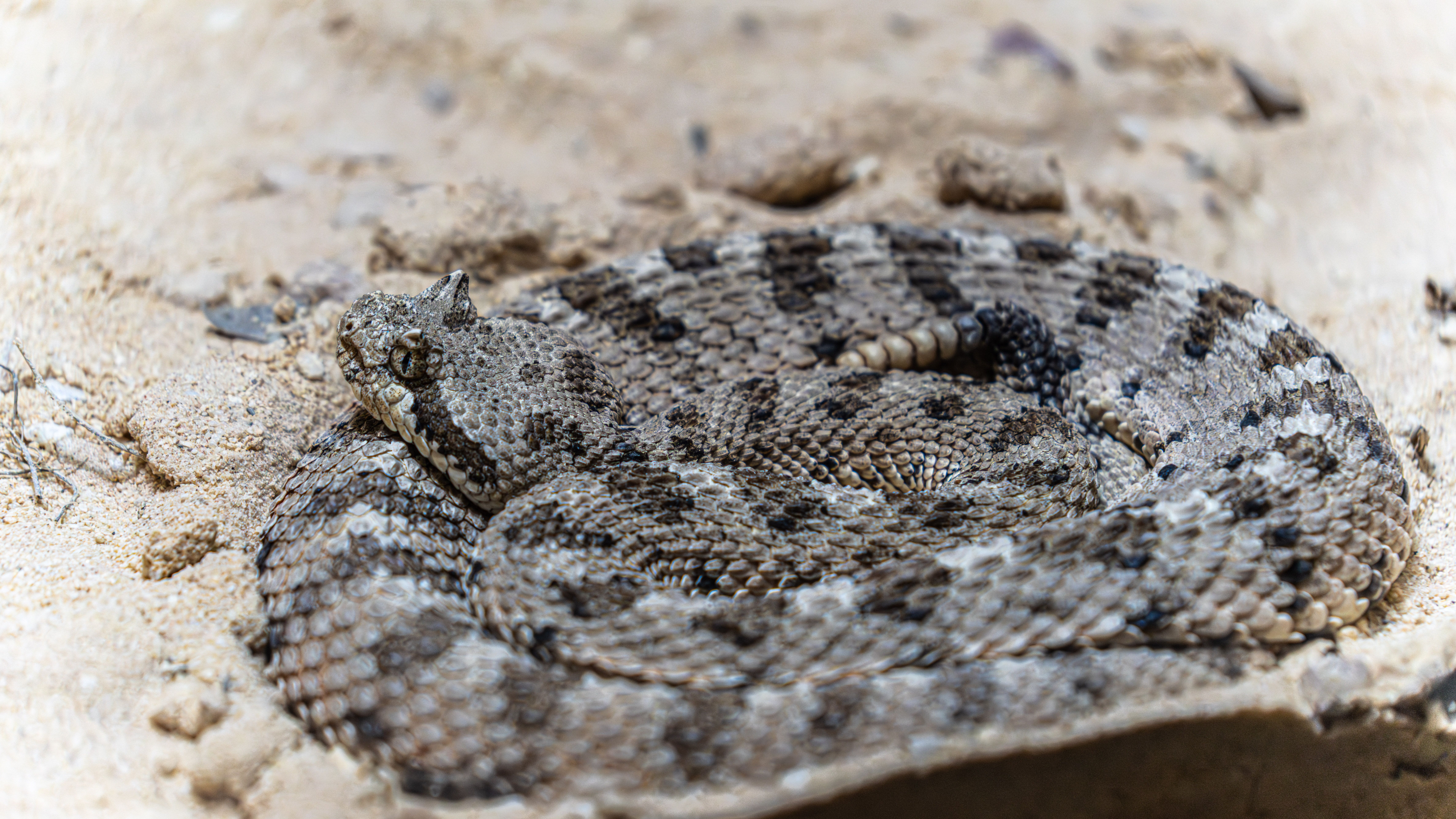 Coiled Snake Photos, Download The BEST Free Coiled Snake Stock Photos ...