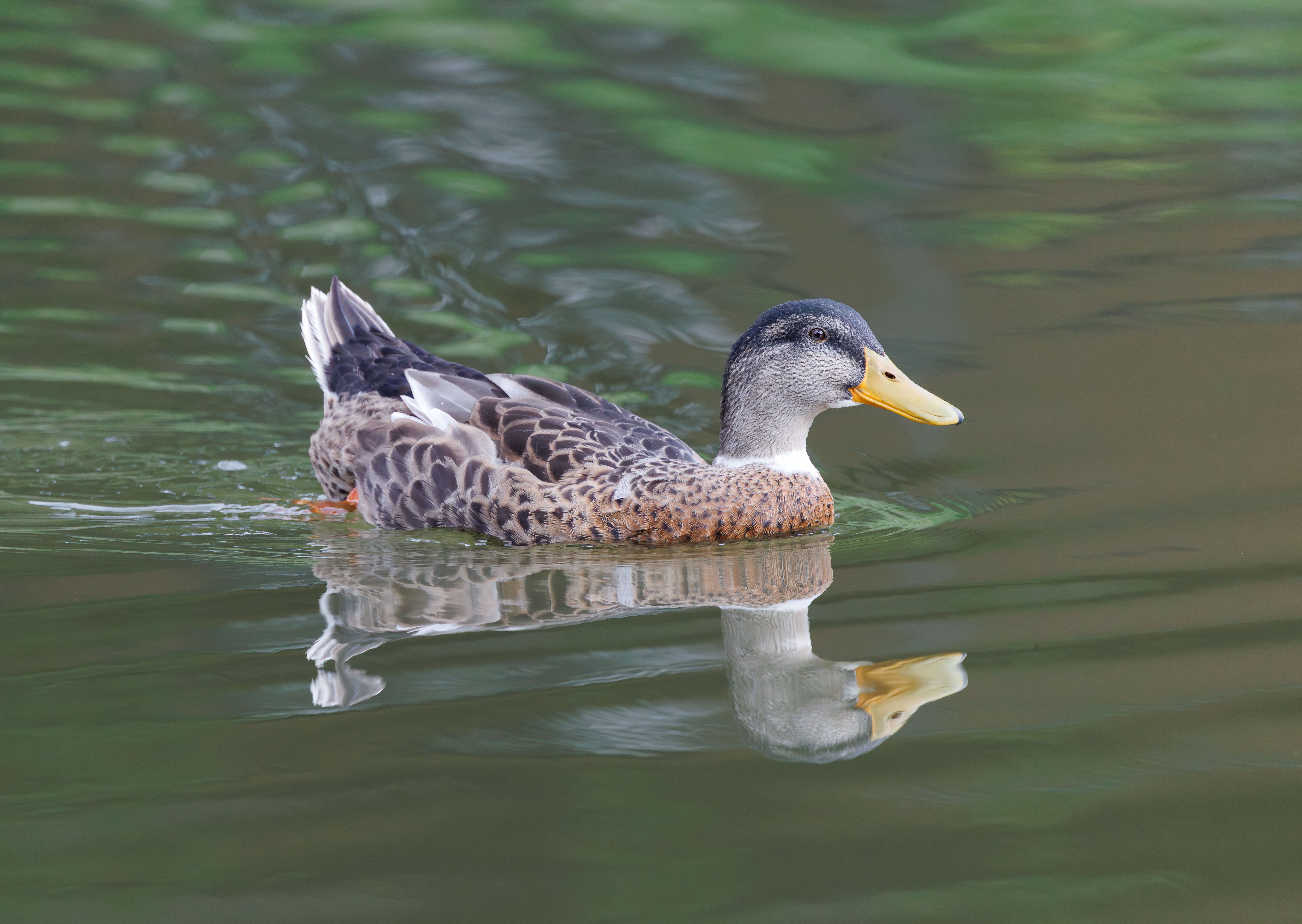 Duck+Pfp Photos, Download The BEST Free Duck+Pfp Stock Photos & HD Images
