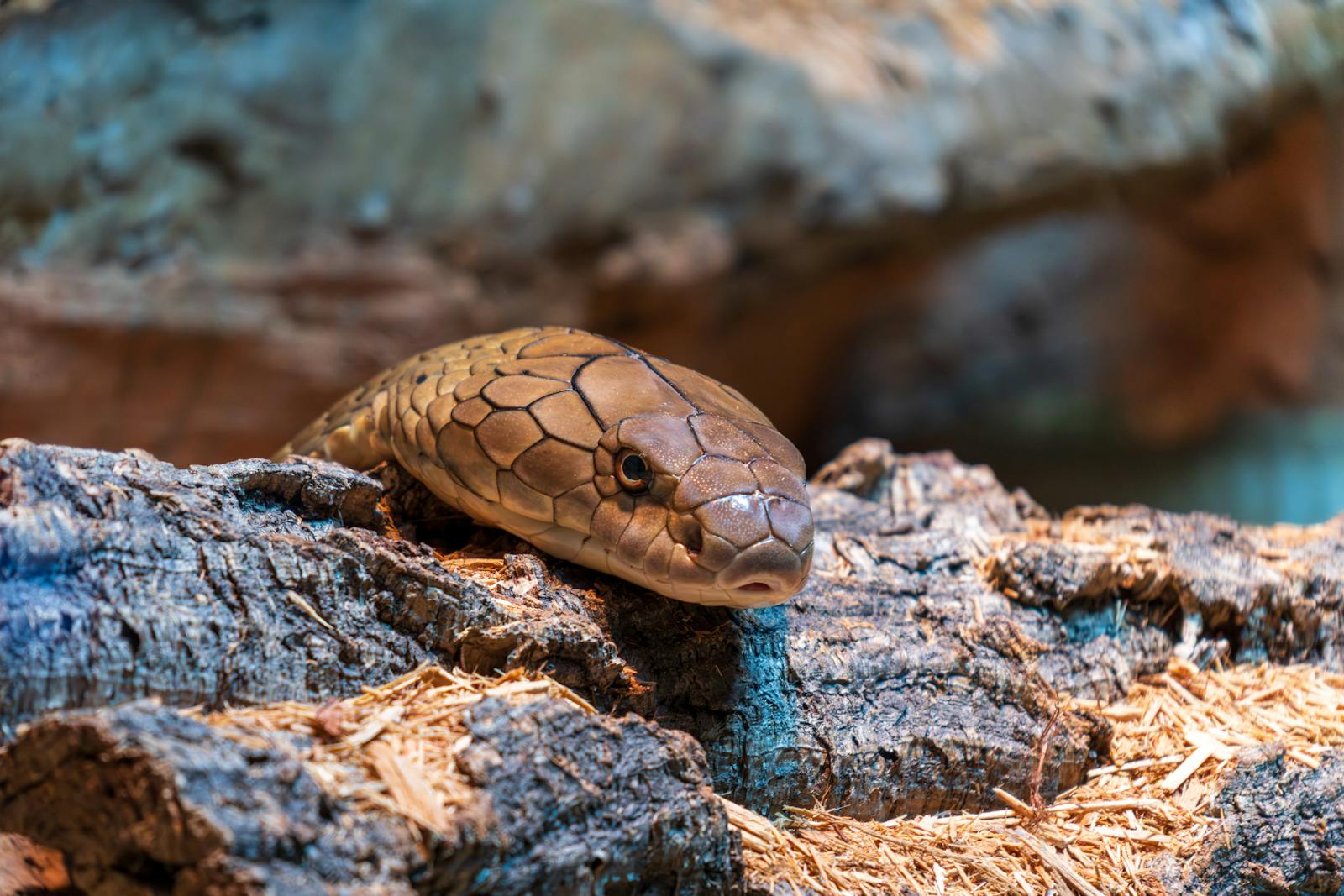 Cobra Photos, Download The BEST Free Cobra Stock Photos & HD Images
