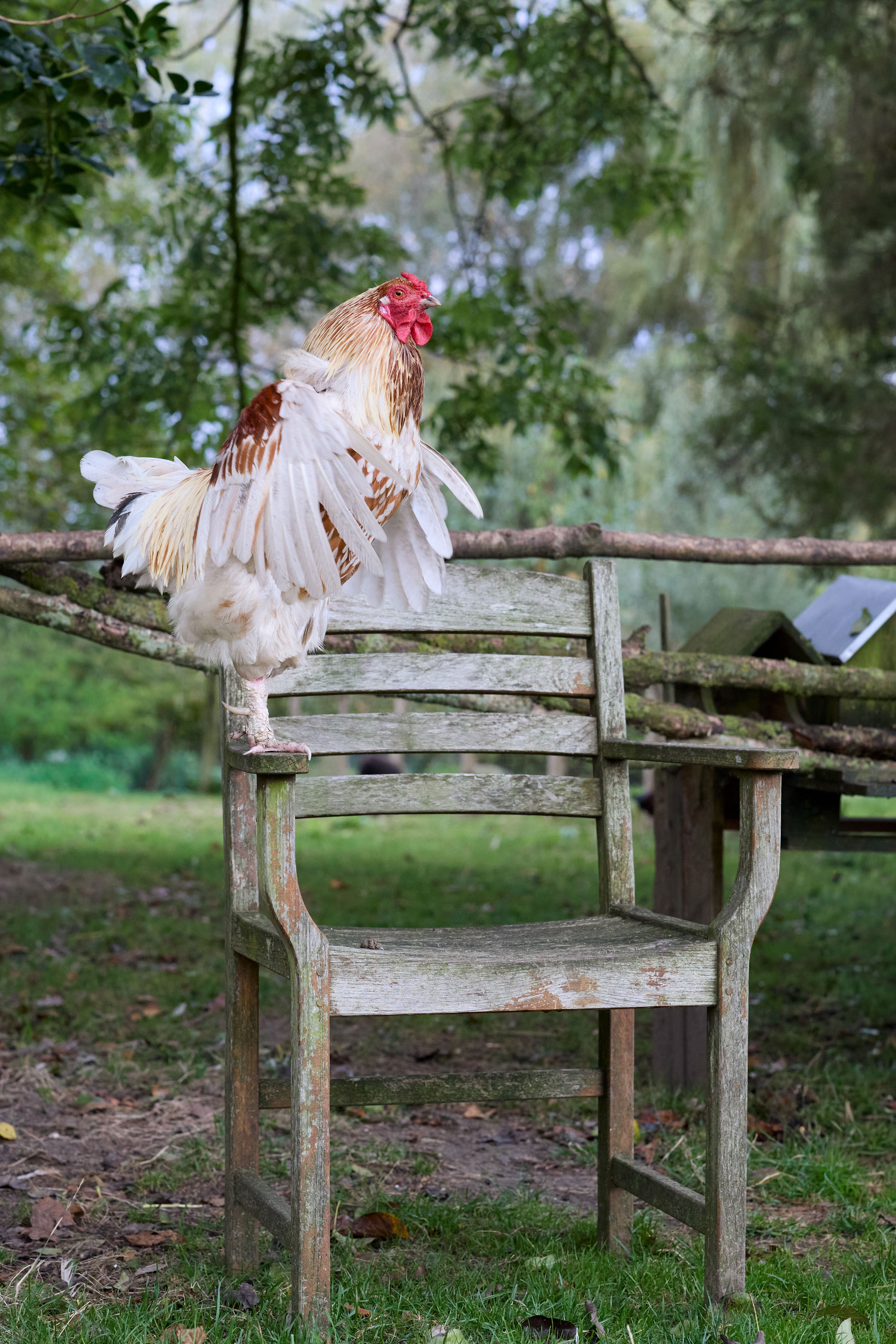 Farm Animal Photos, Download The BEST Free Farm Animal Stock Photos ...
