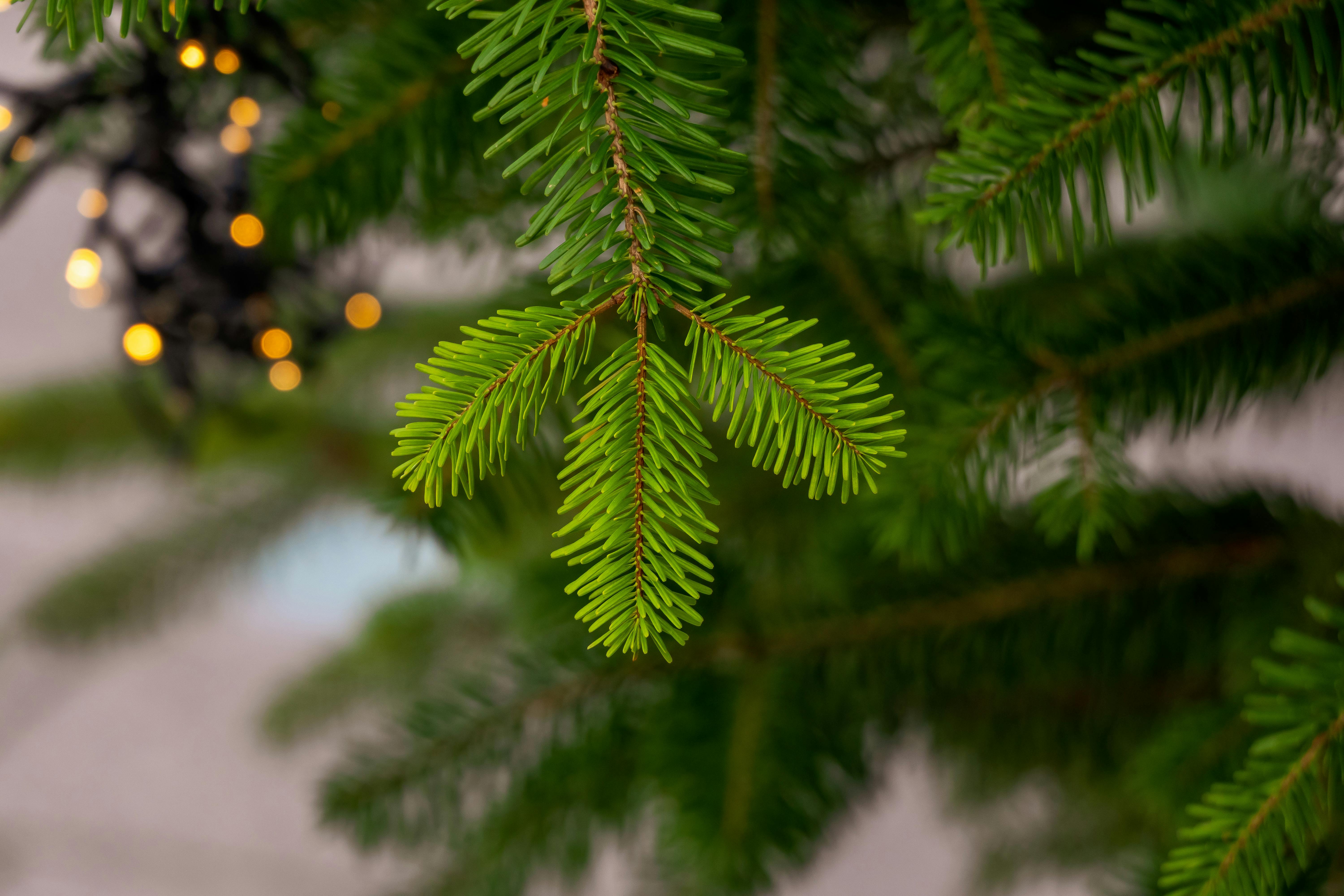 Google Meet Background Christmas Photos, Download The BEST Free Google ...