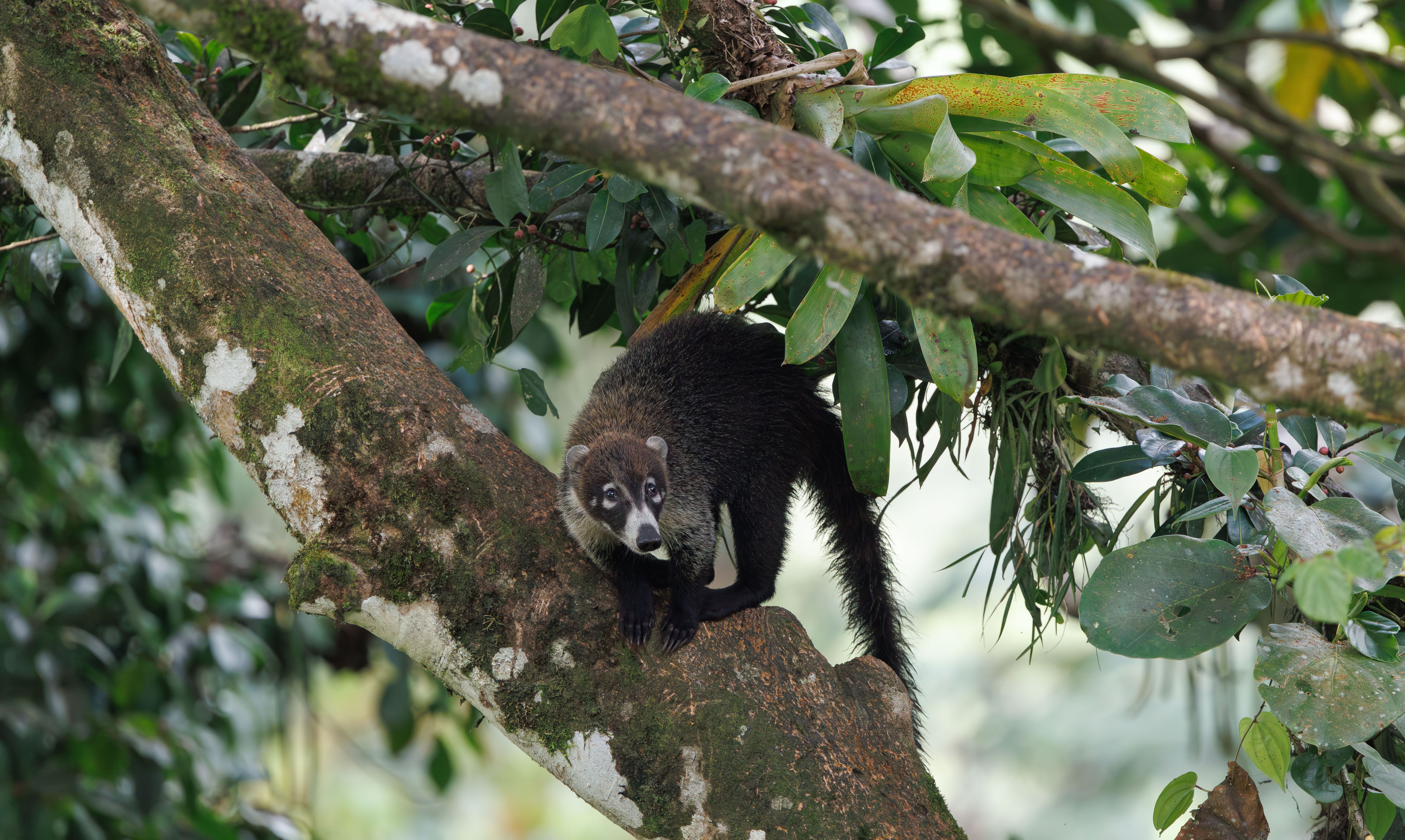 Coati in Lush Greenery on a Tree Branch · Free Stock Photo