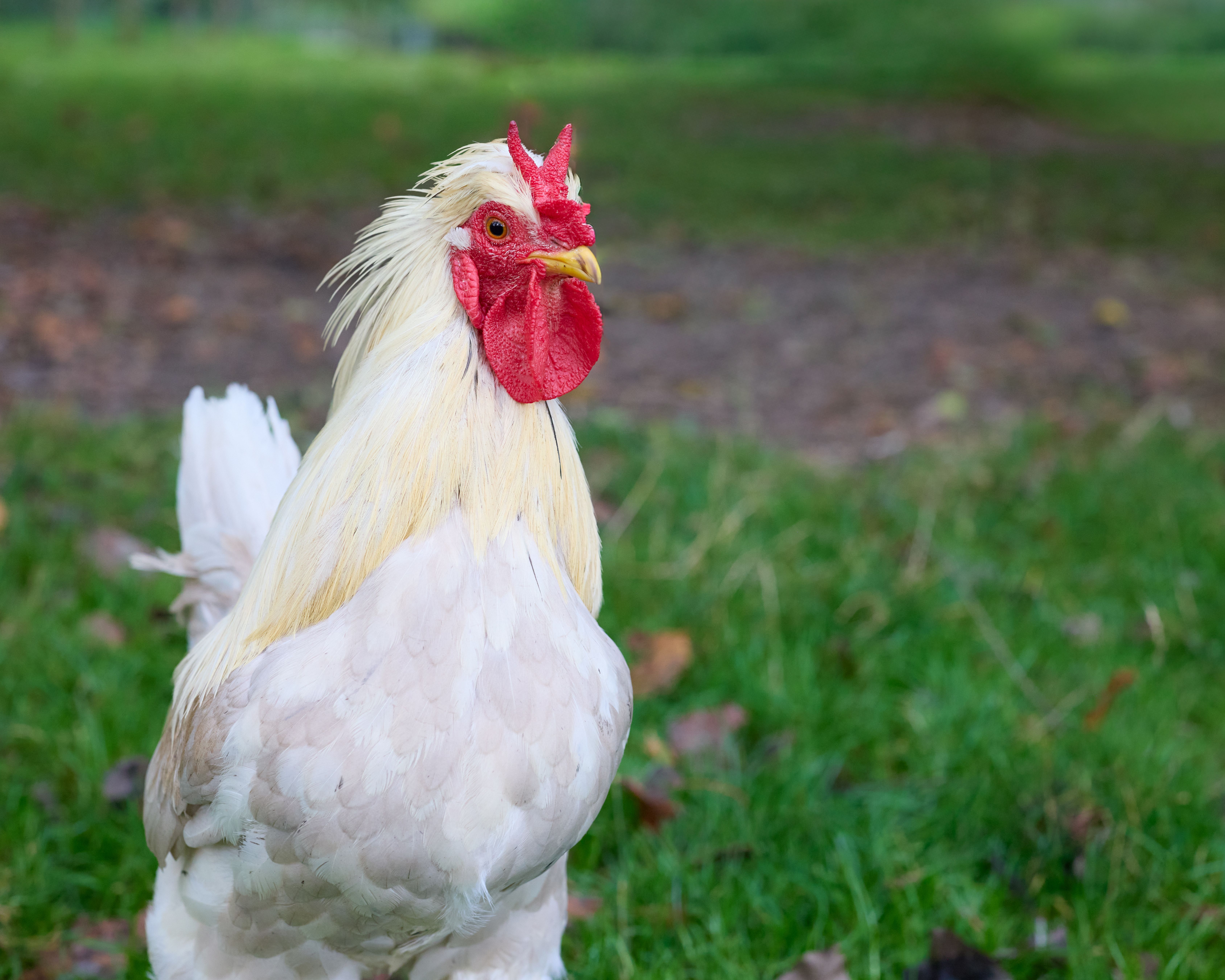 Chicken 65 Photos, Download The BEST Free Chicken 65 Stock Photos & HD ...